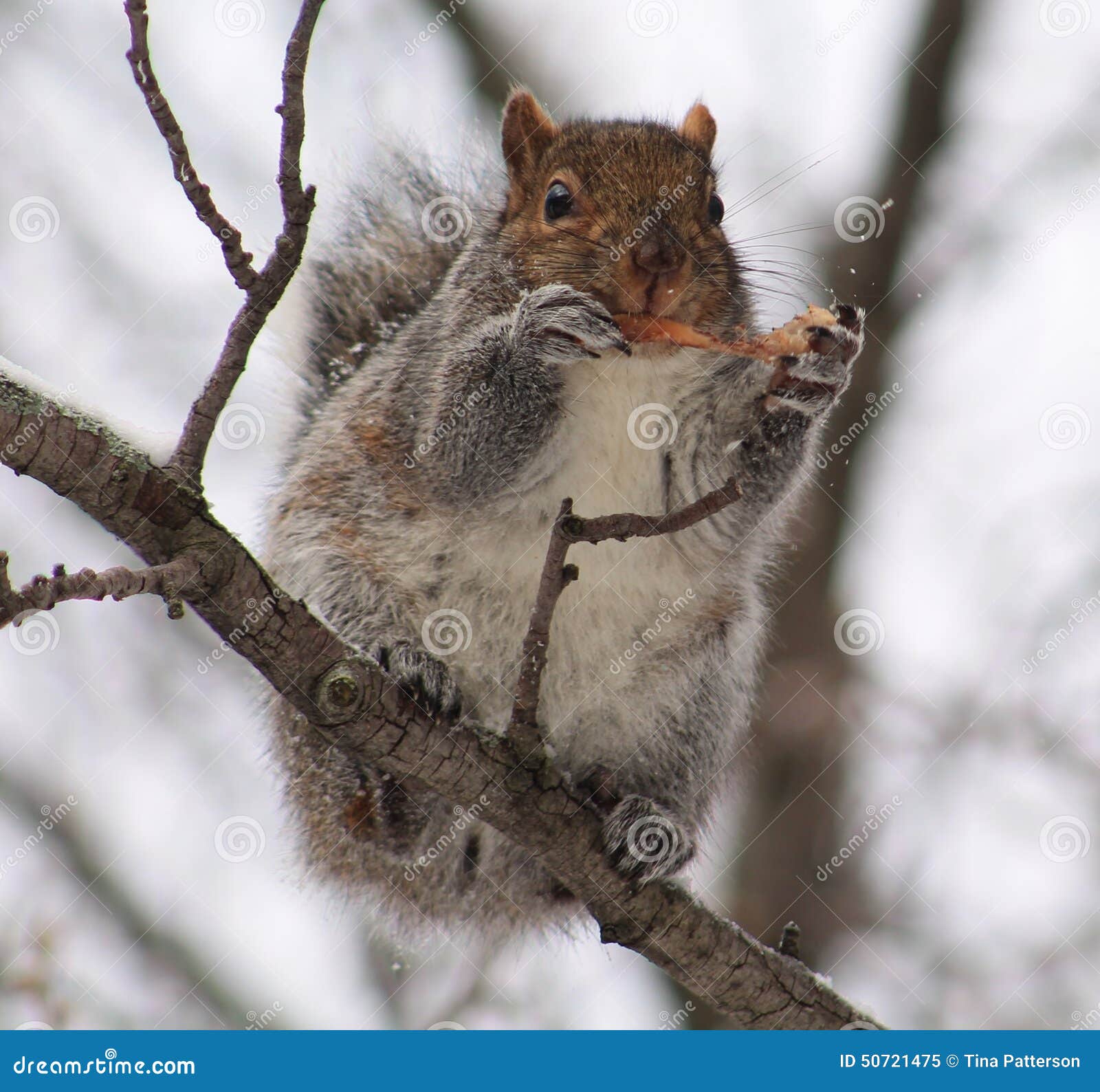 Squirrel stock image. Image of wing, squirreleating, chicken - 50721475