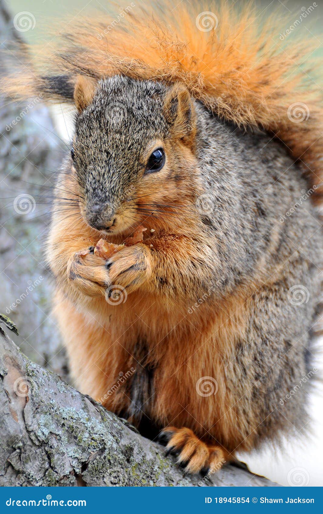 Squirrel eating in closeup stock photo. Image of orange - 18945854