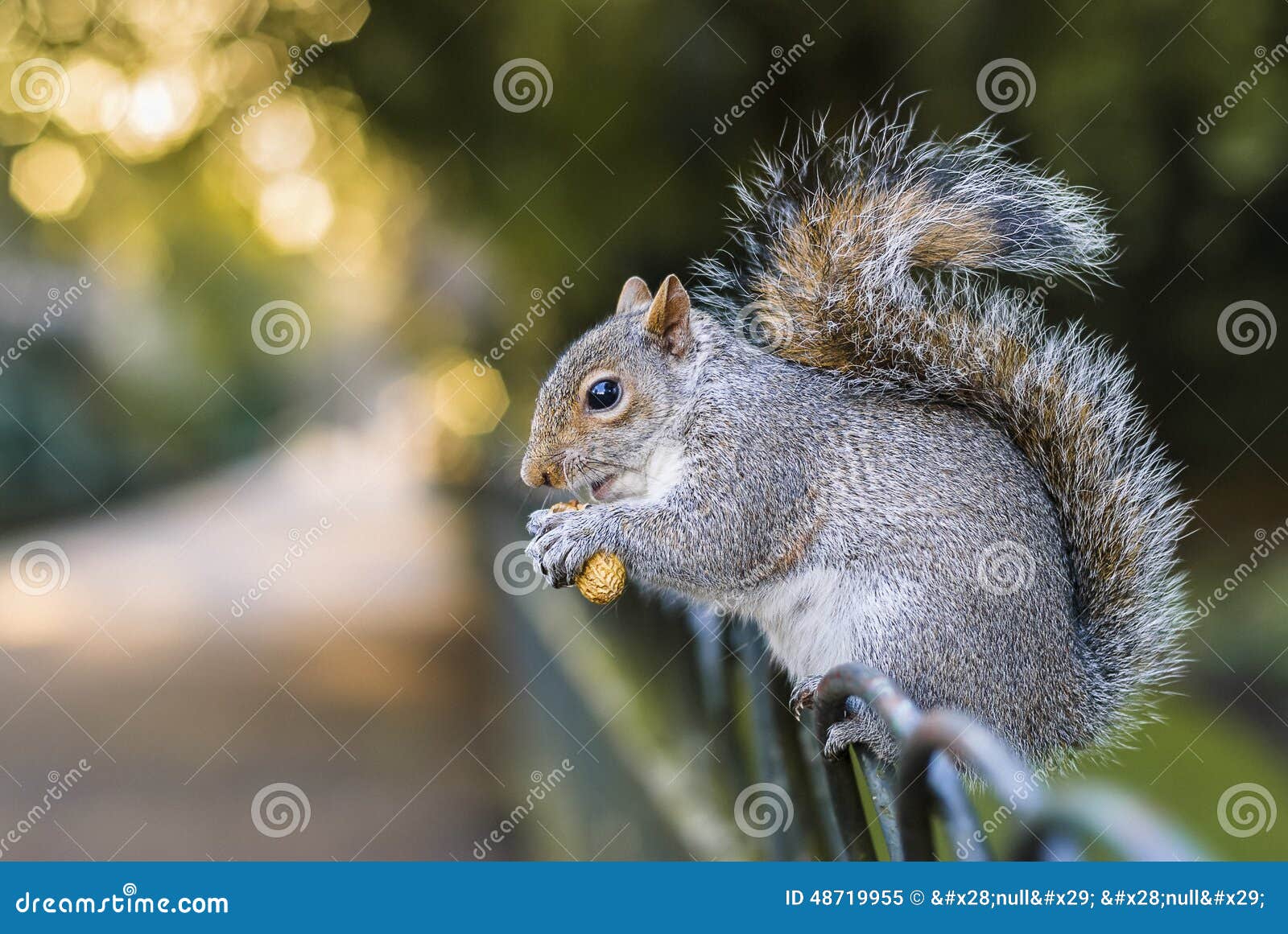 Squirrel eating stock image. Image of eats, feed, furry - 48719955