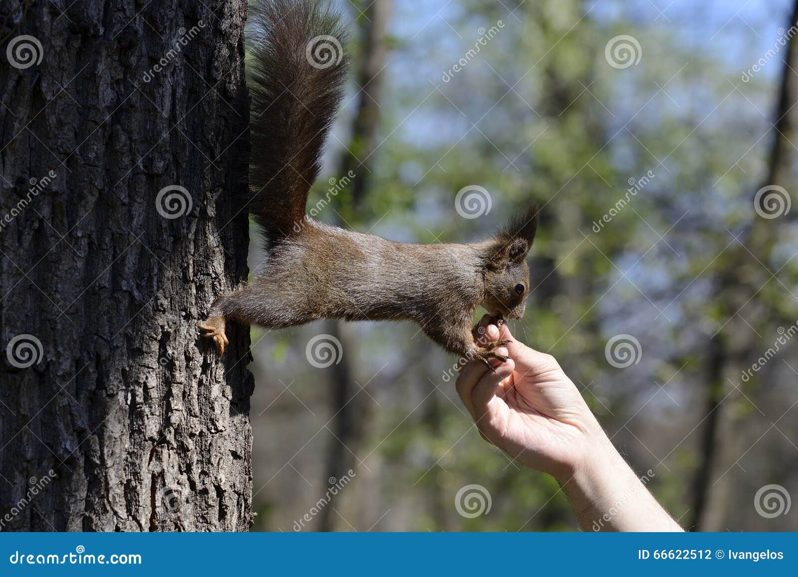 Squirrel Eating Food from Human Hand Stock Photo - Image of forest ...