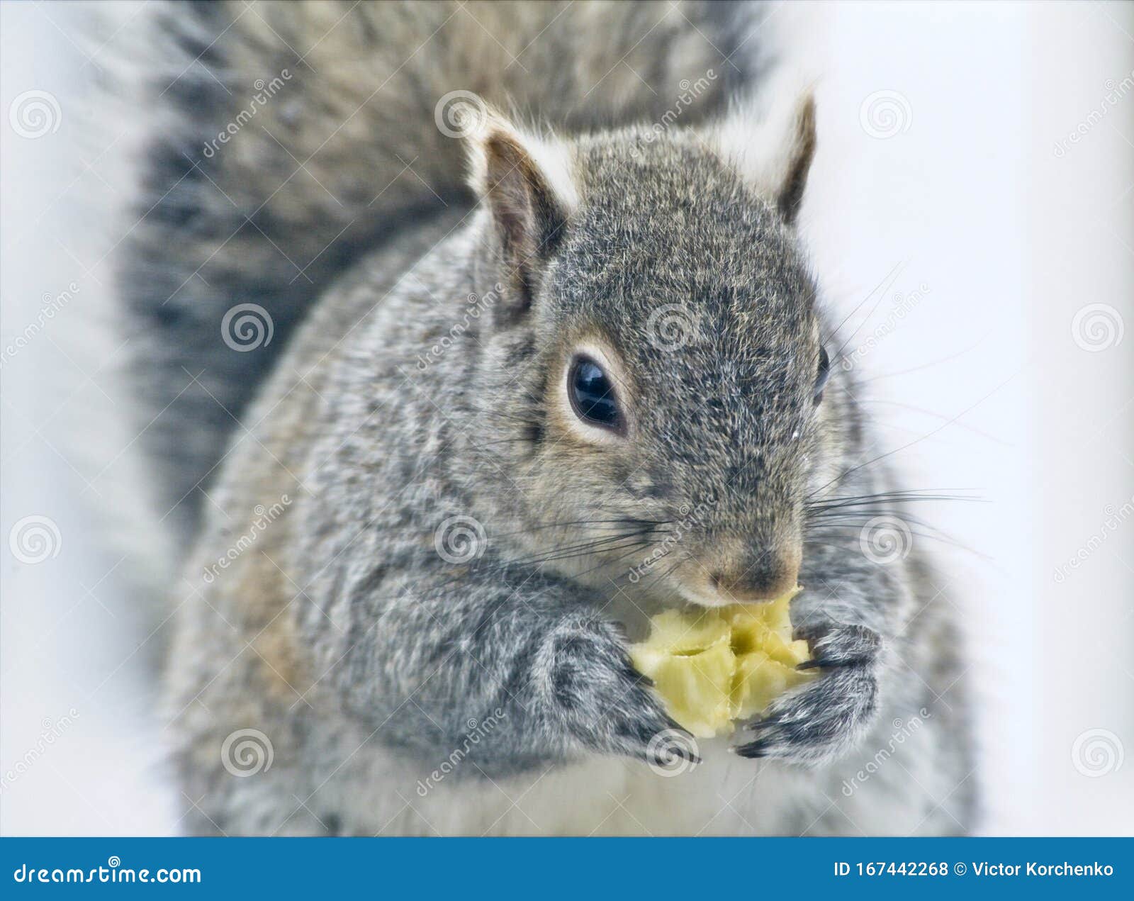 Squirrel eating a fruit stock photo. Image of eating - 167442268