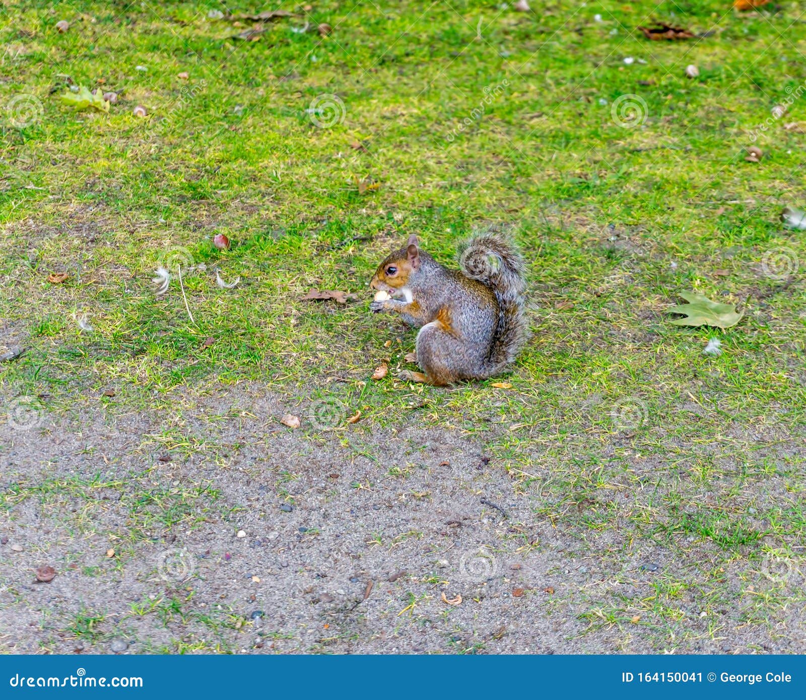 Squirrel Eating on Grass stock image. Image of grass - 164150041