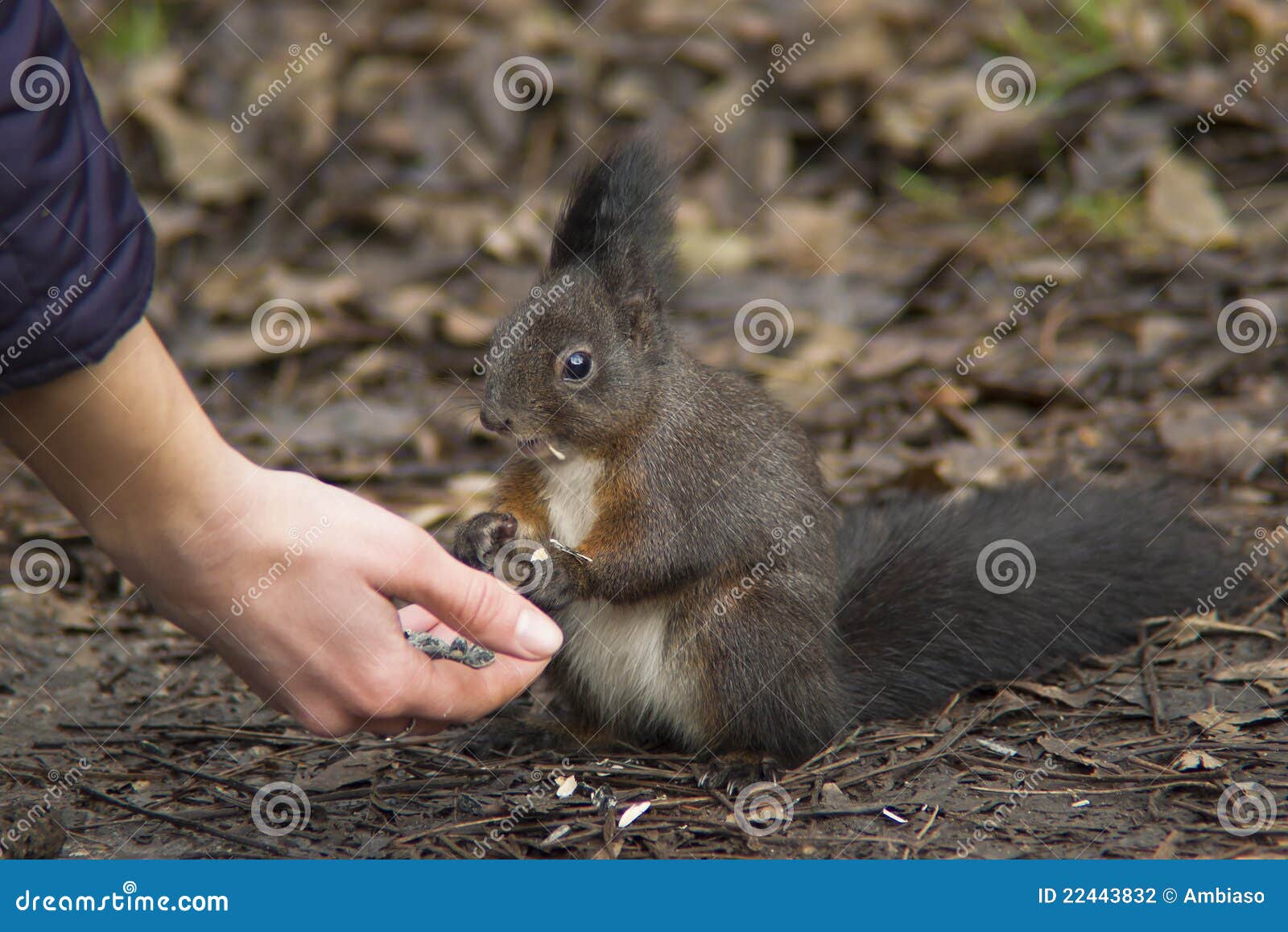 Squirrel eating from hand stock photo. Image of trust - 22443832
