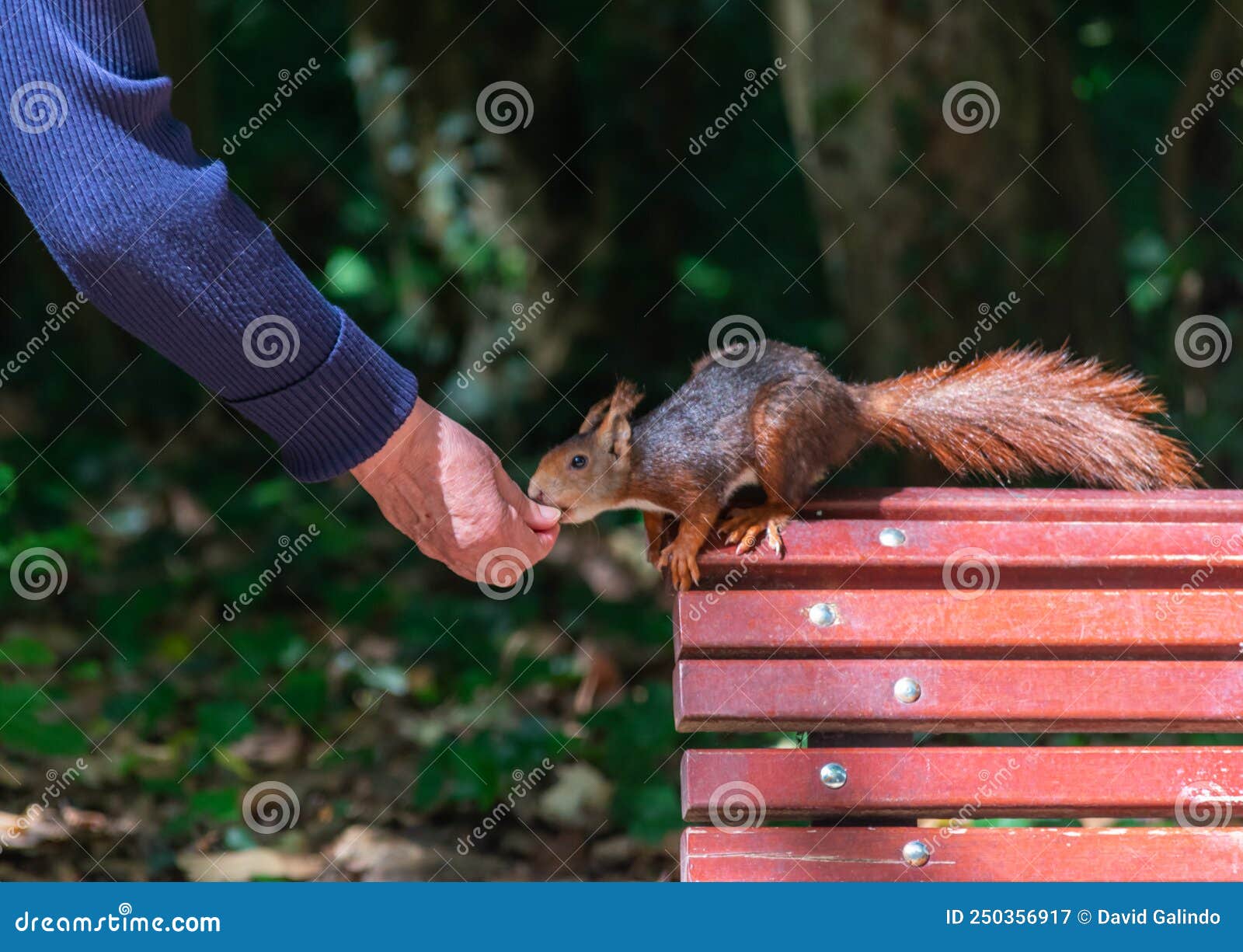Squirrel Eating Hand in Hand on Bench in Park Stock Image - Image of ...