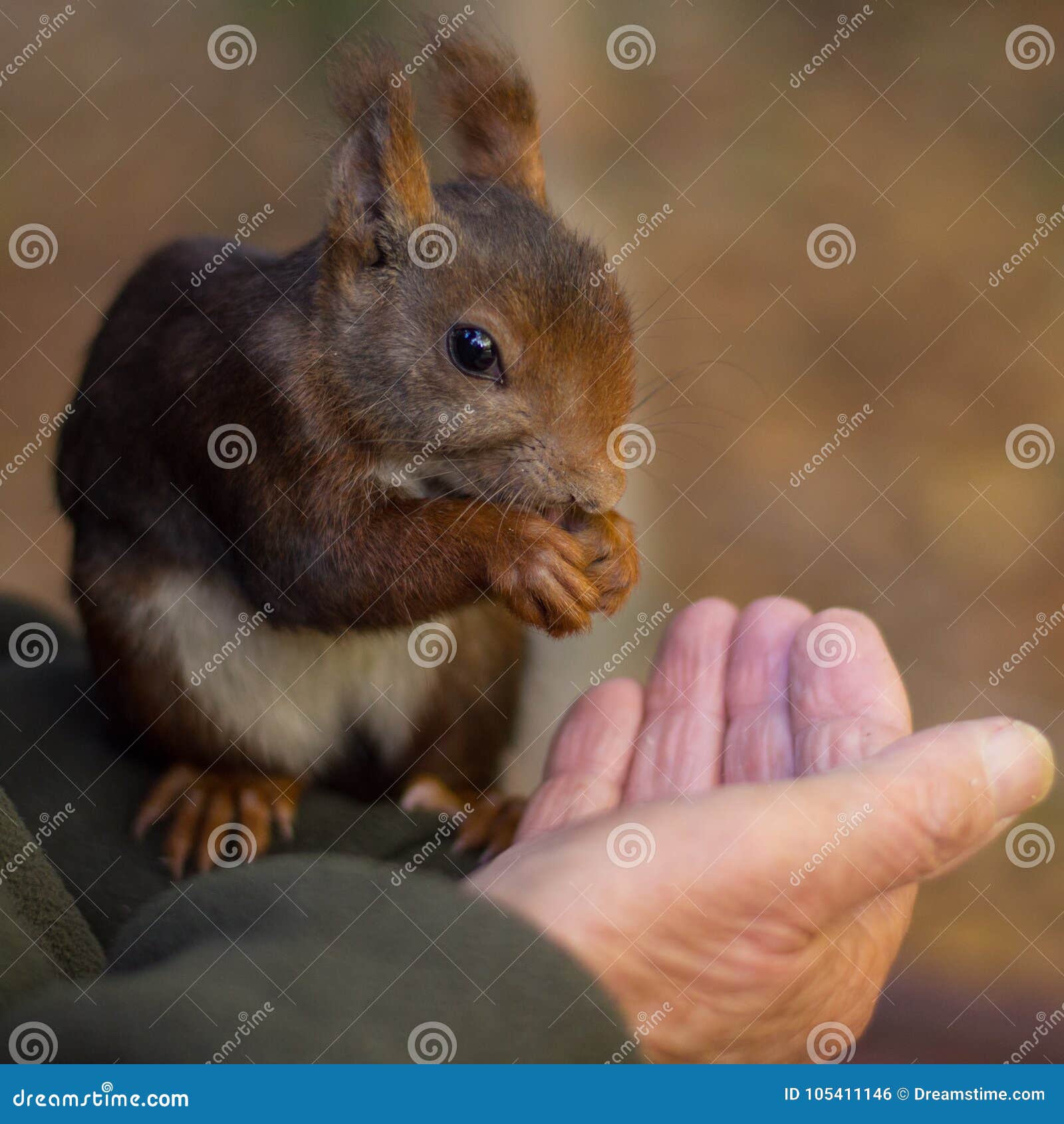 A Squirrel Eating from Hand Stock Photo - Image of eating, life: 105411146