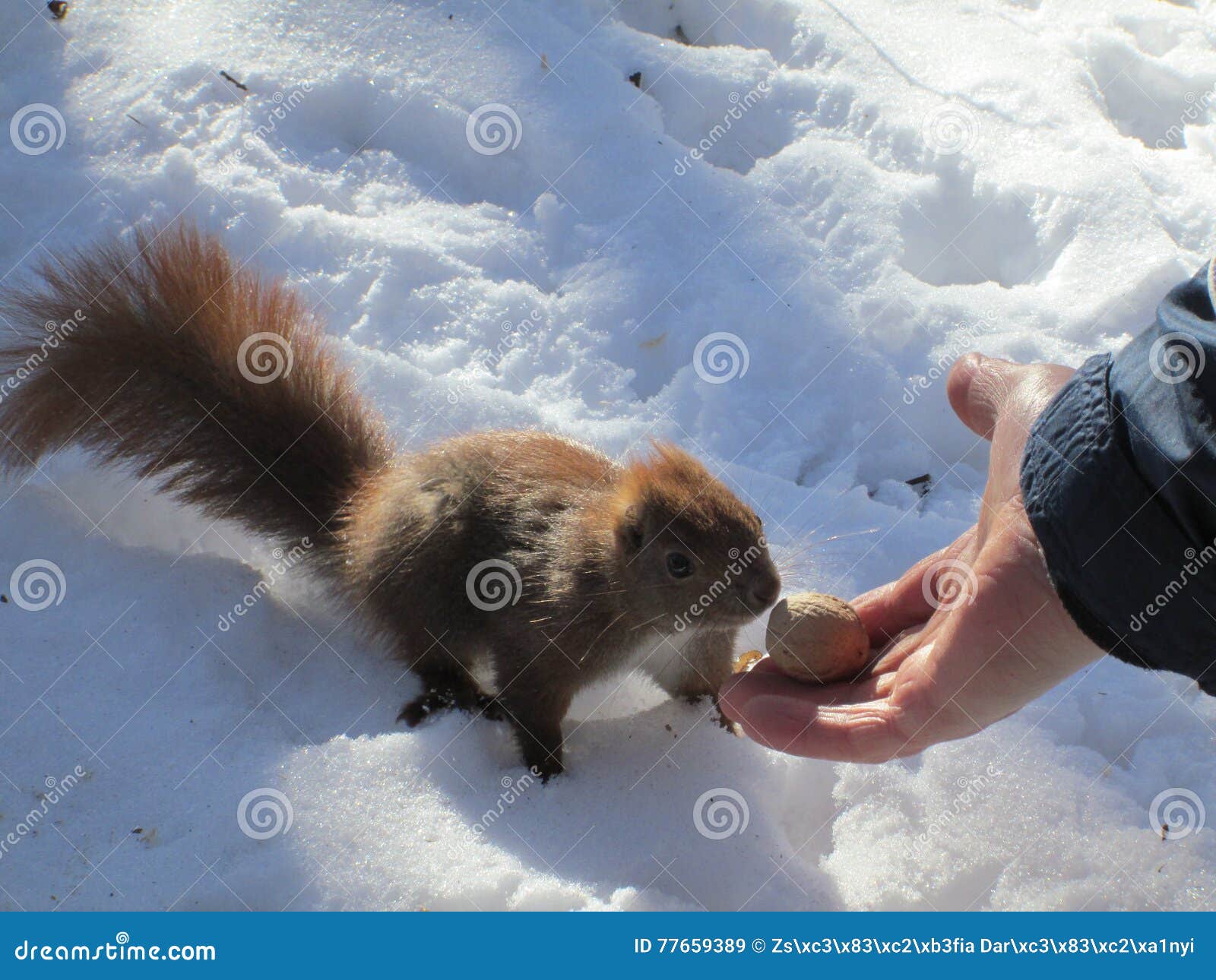 Squirrel eating from hand stock image. Image of animal - 77659389