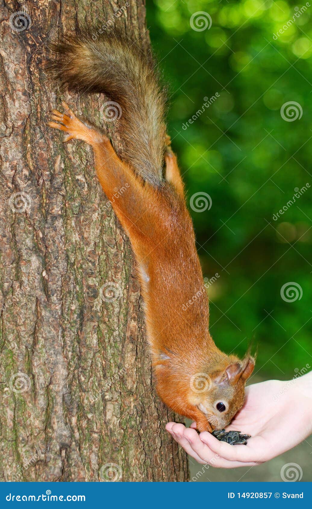 Squirrel eating from hands stock image. Image of outside - 14920857