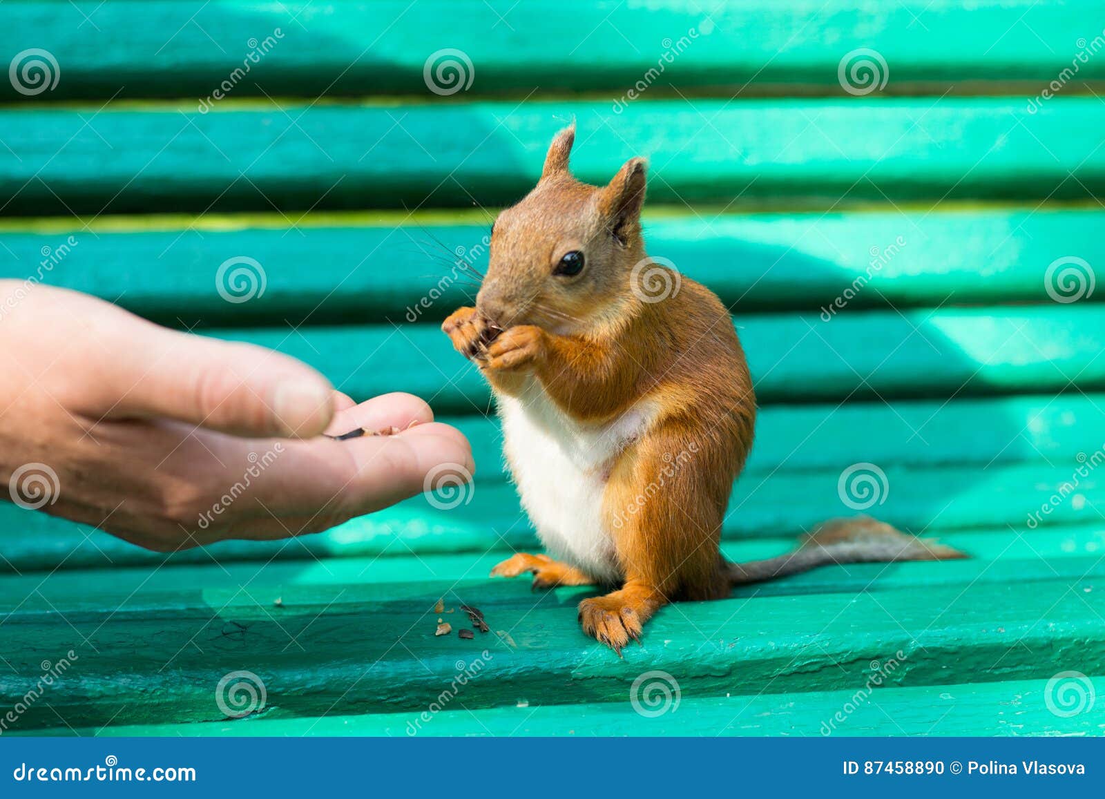 Squirrel stock photo. Image of nature, peace, feeding - 87458890