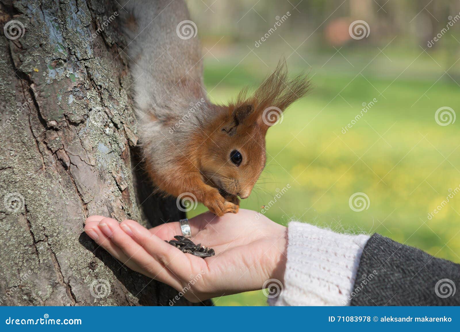 Squirrel eating from hands stock photo. Image of wild - 71083978
