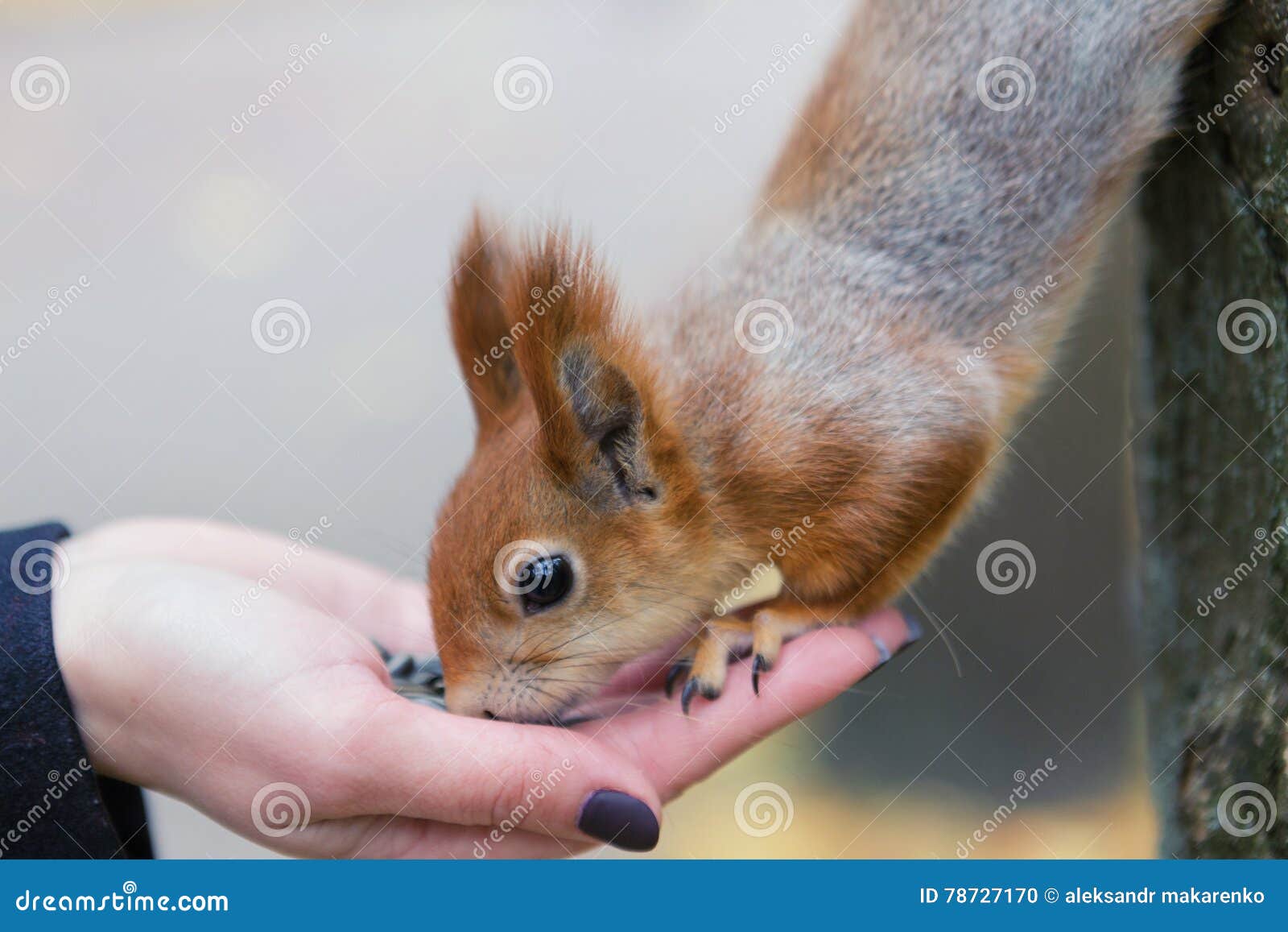 Squirrel Eating from Hands. Belarus Gomel Park Stock Photo - Image of ...