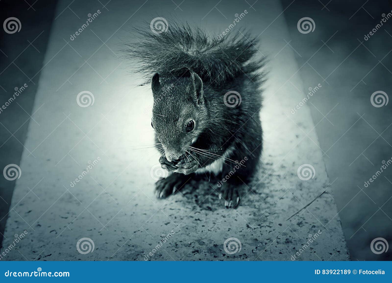 Squirrel eating hazelnuts stock image. Image of funny - 83922189