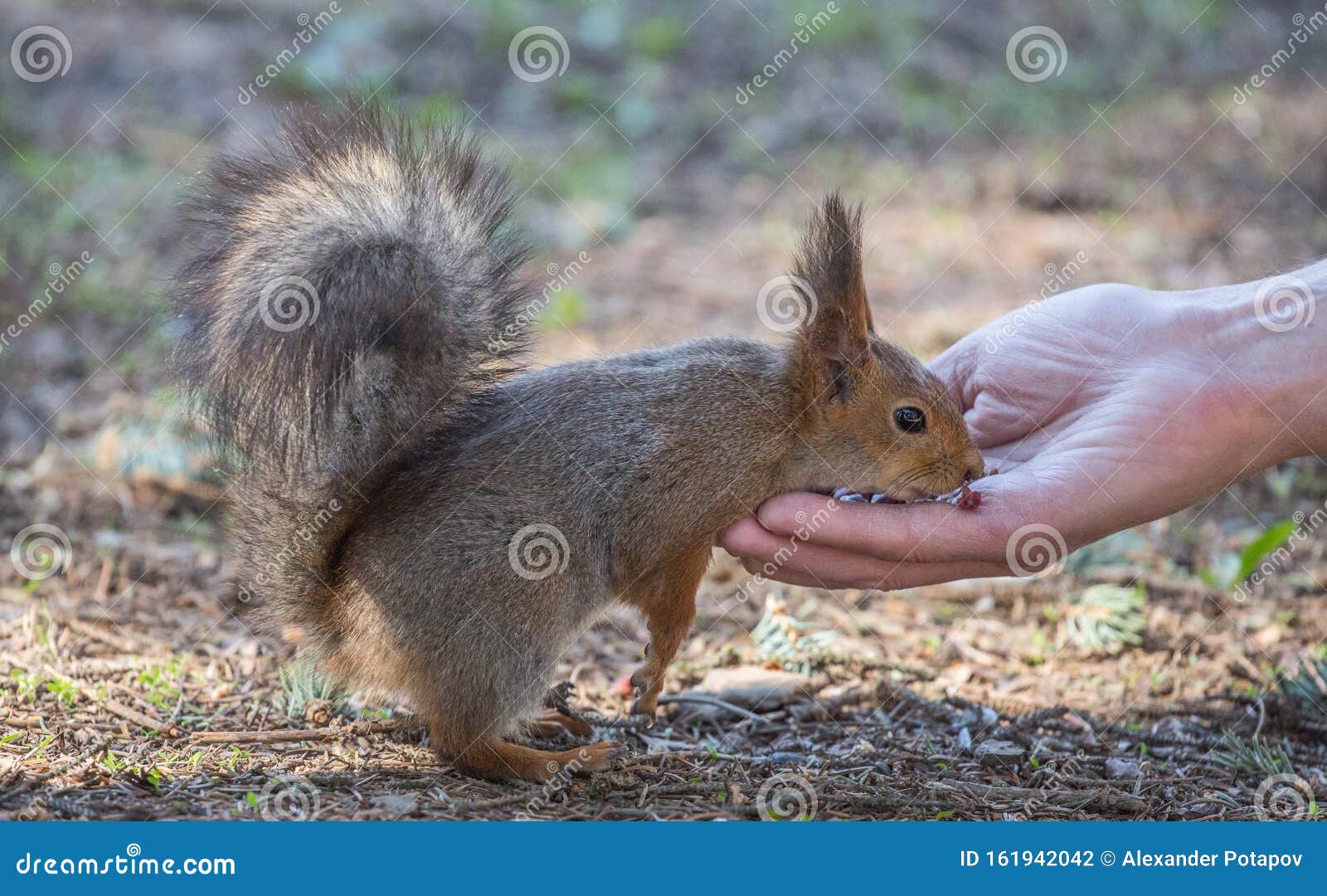 Squirrel Eating from Human Hand Stock Photo - Image of mammal, hand ...