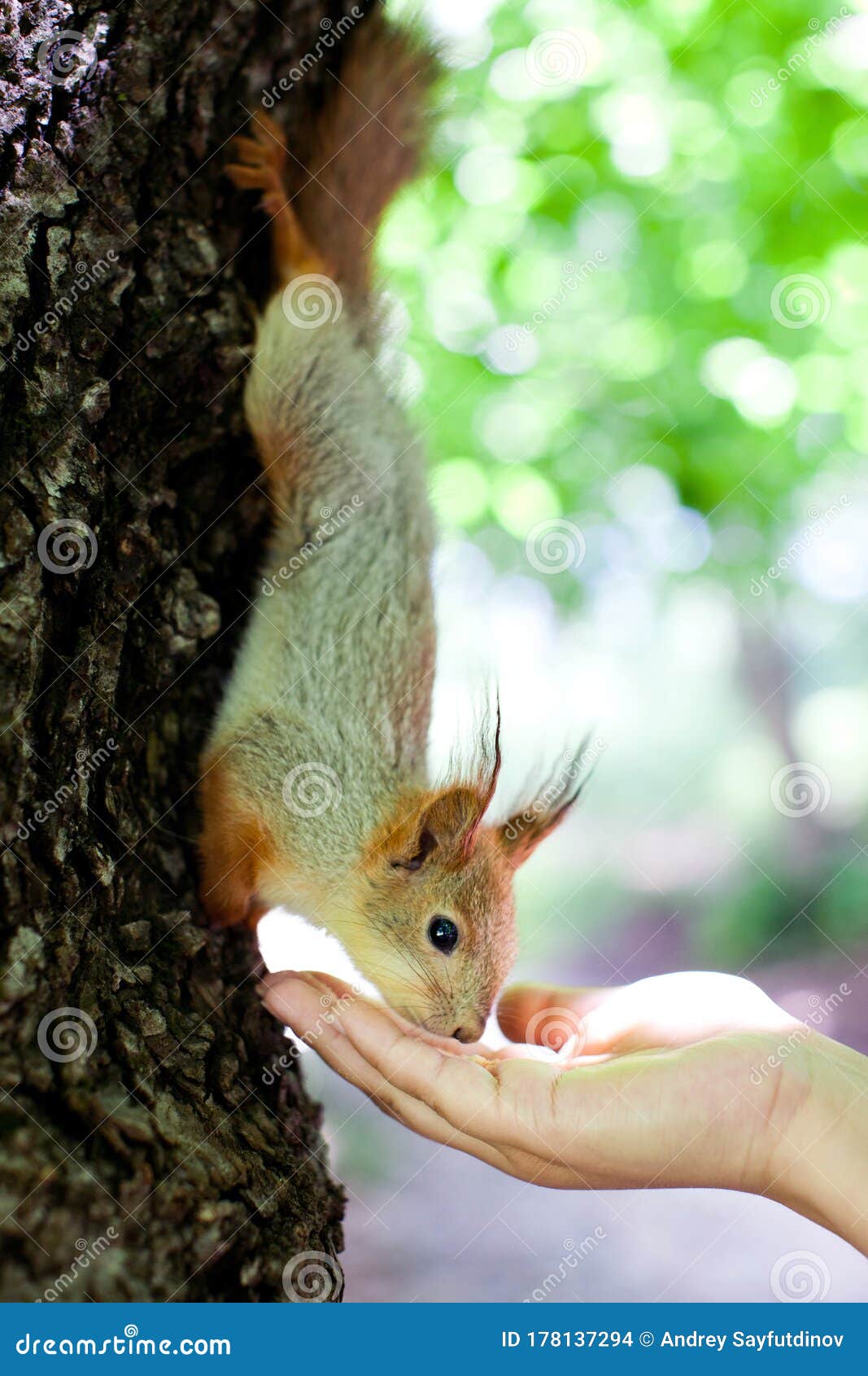 Squirrel Eating from Human Hand on Tree Stock Photo - Image of forest ...