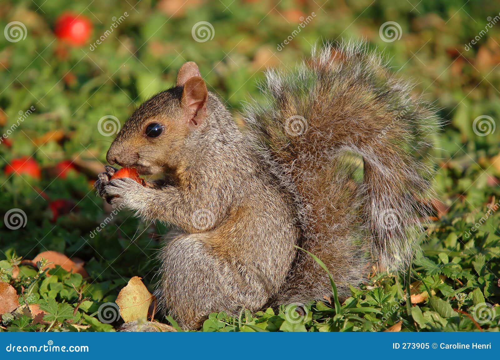 Squirrel Eating Little Appel Stock Image - Image of rodents, wildlife ...