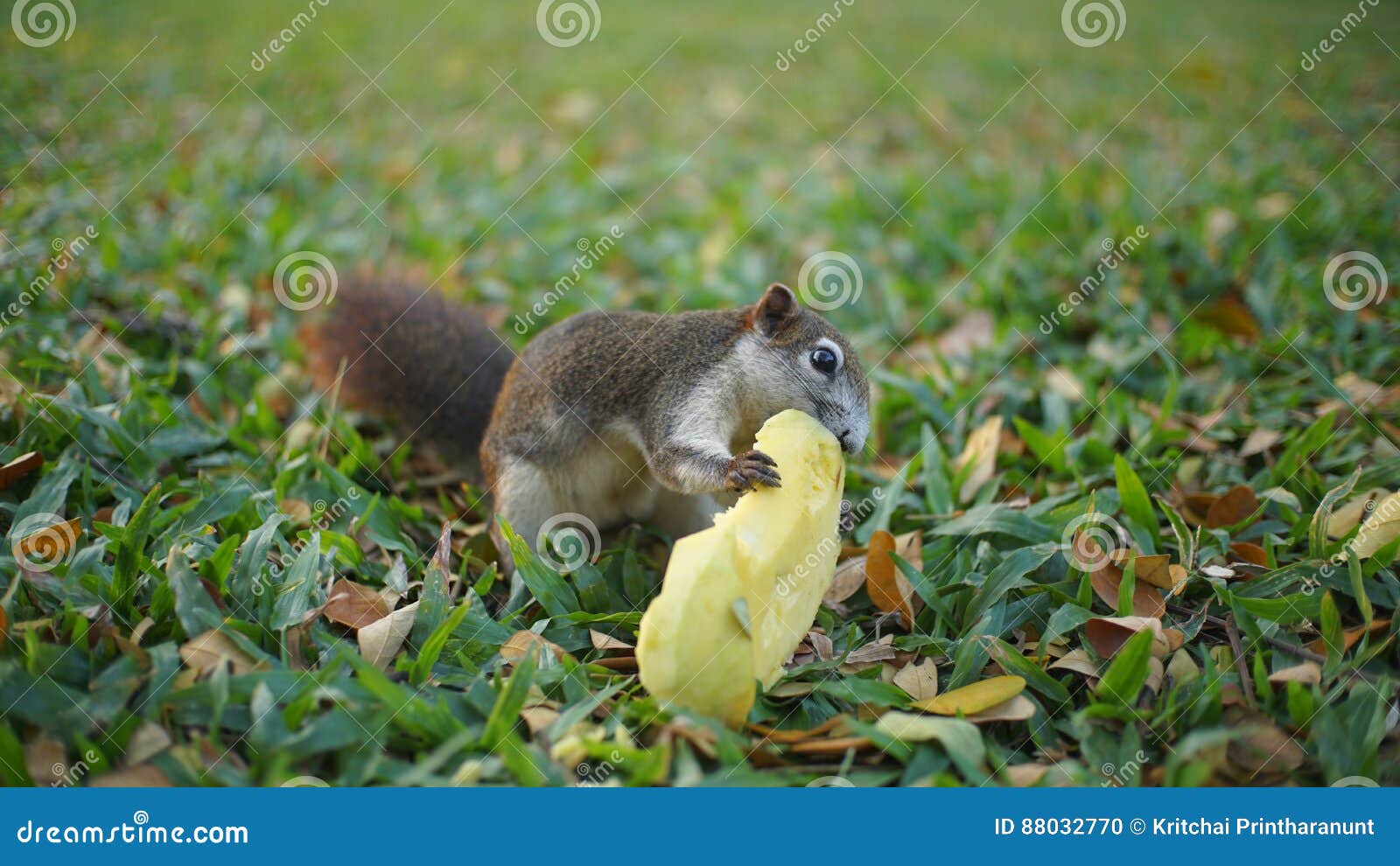 Squirrel Eating Mango stock photo. Image of cute, horizontal - 88032770