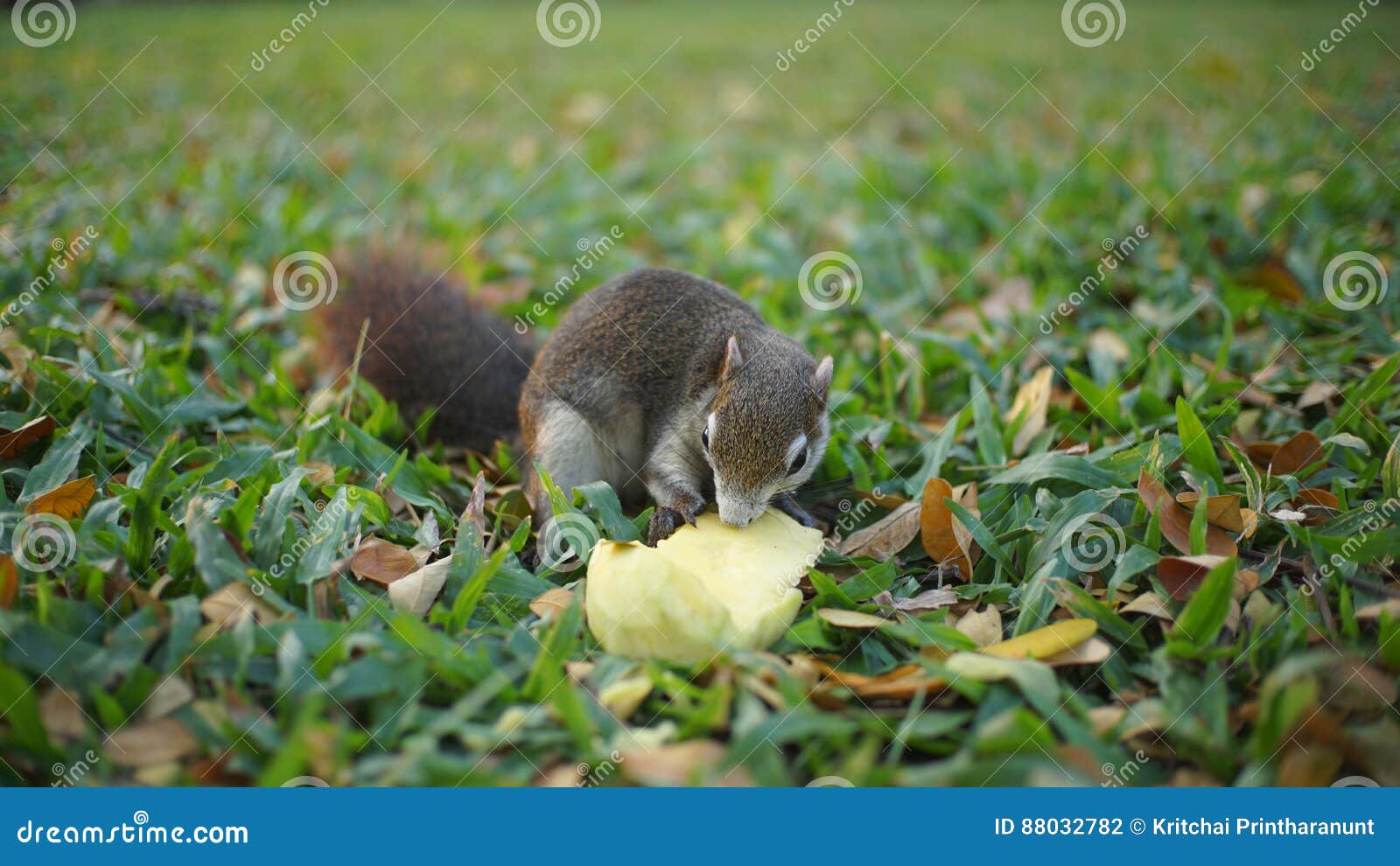 Squirrel Eating Mango stock photo. Image of foraging - 88032782