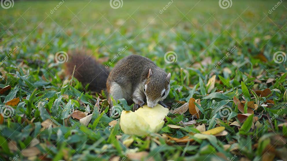 Squirrel Eating Mango stock photo. Image of foraging - 88032782