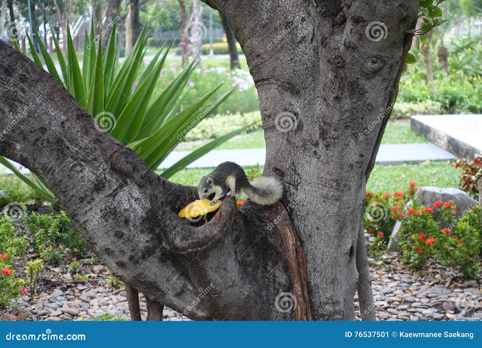 Squirrel Eating Mango Stock Photos - Free & Royalty-Free Stock Photos ...