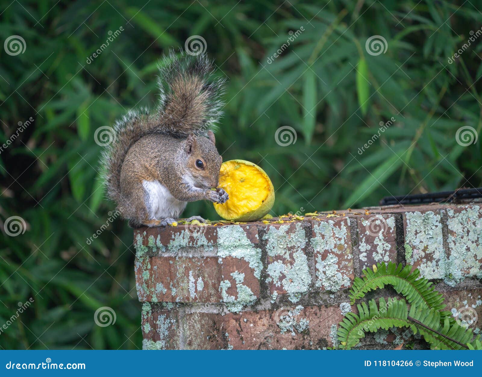 Squirrel Eating a Mango stock photo. Image of green - 118104266