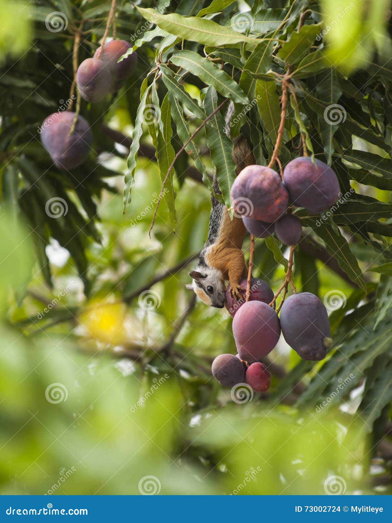 Squirrel Eating Mangos stock photo. Image of pest, outdoors - 73002724