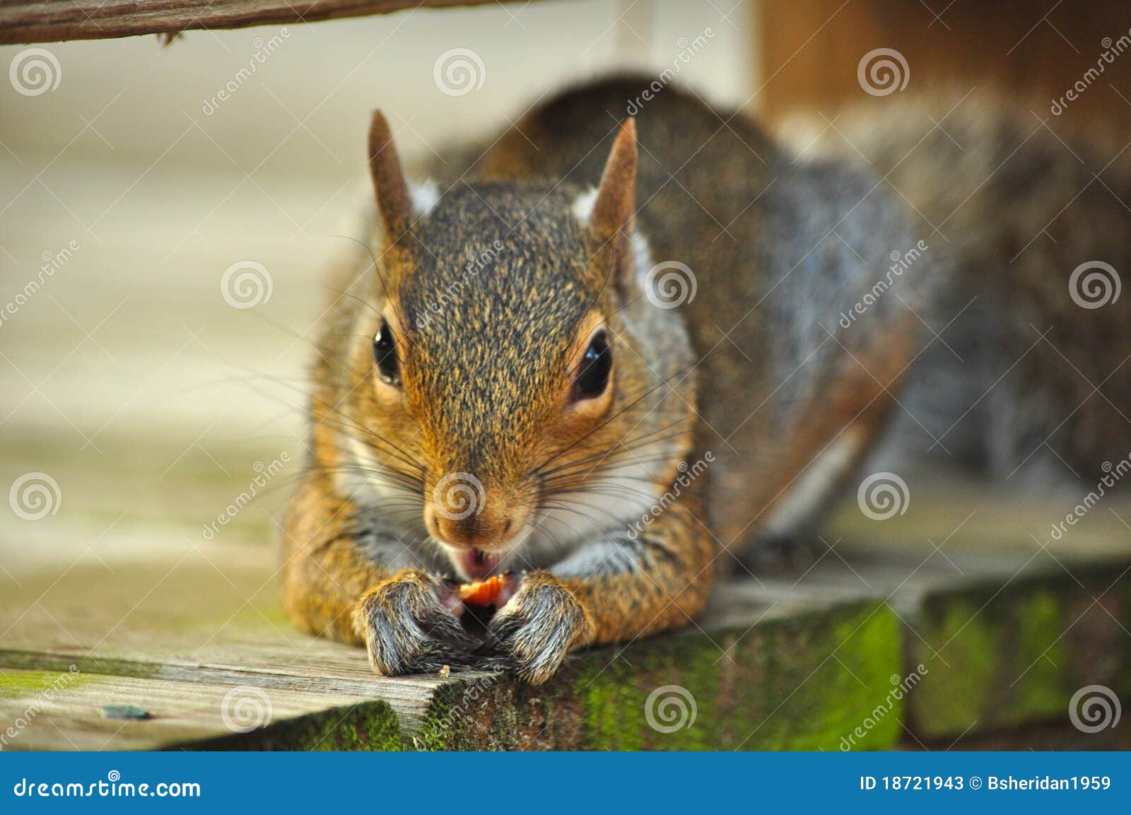 Squirrel eating nut stock image. Image of claws, rodent - 18721943