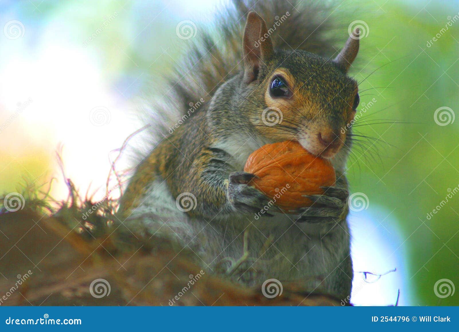 Squirrel Eating Nut stock photo. Image of squirrels, animal - 2544796