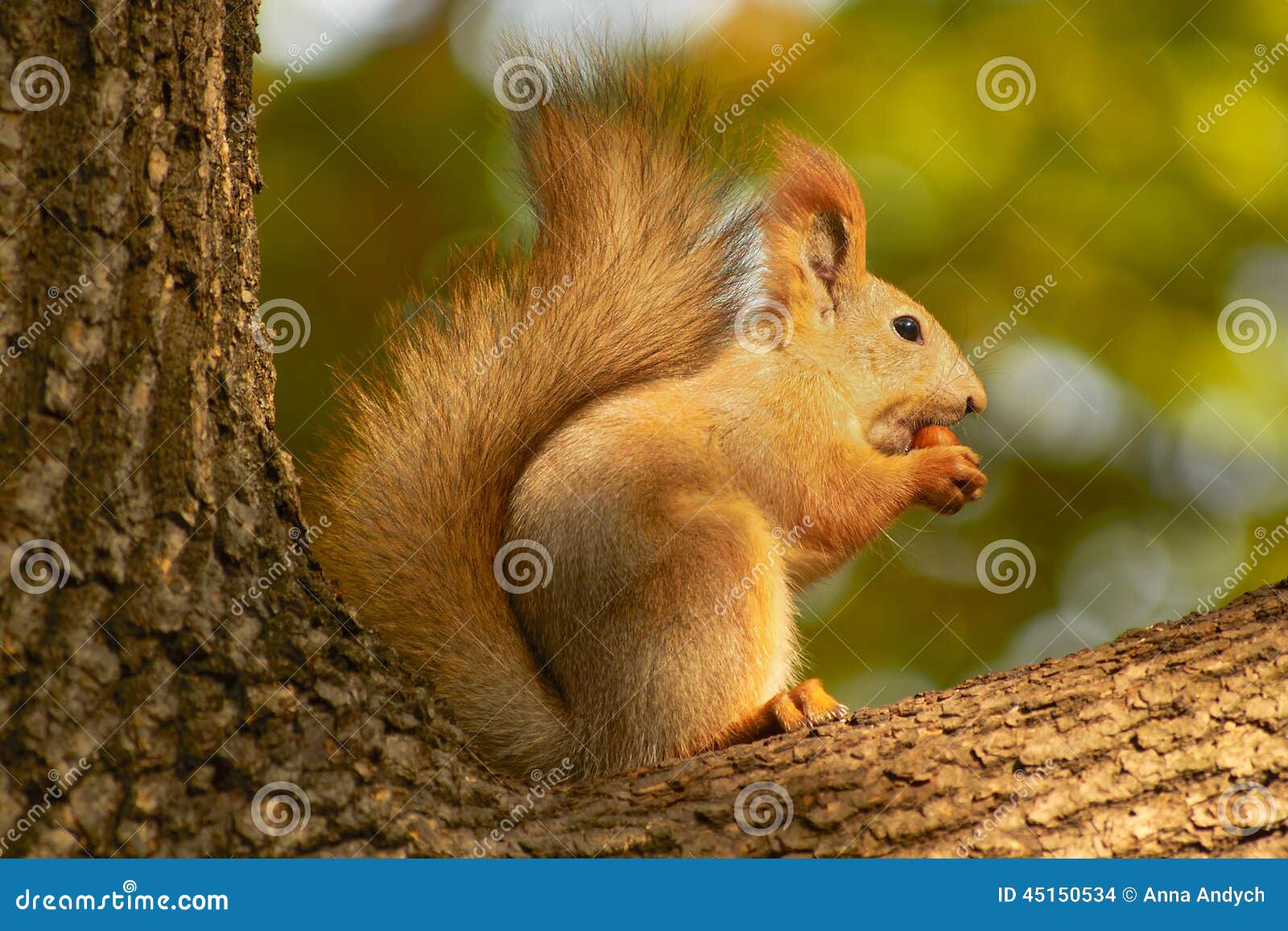 Squirrel eating a nut stock photo. Image of rodent, animal - 45150534