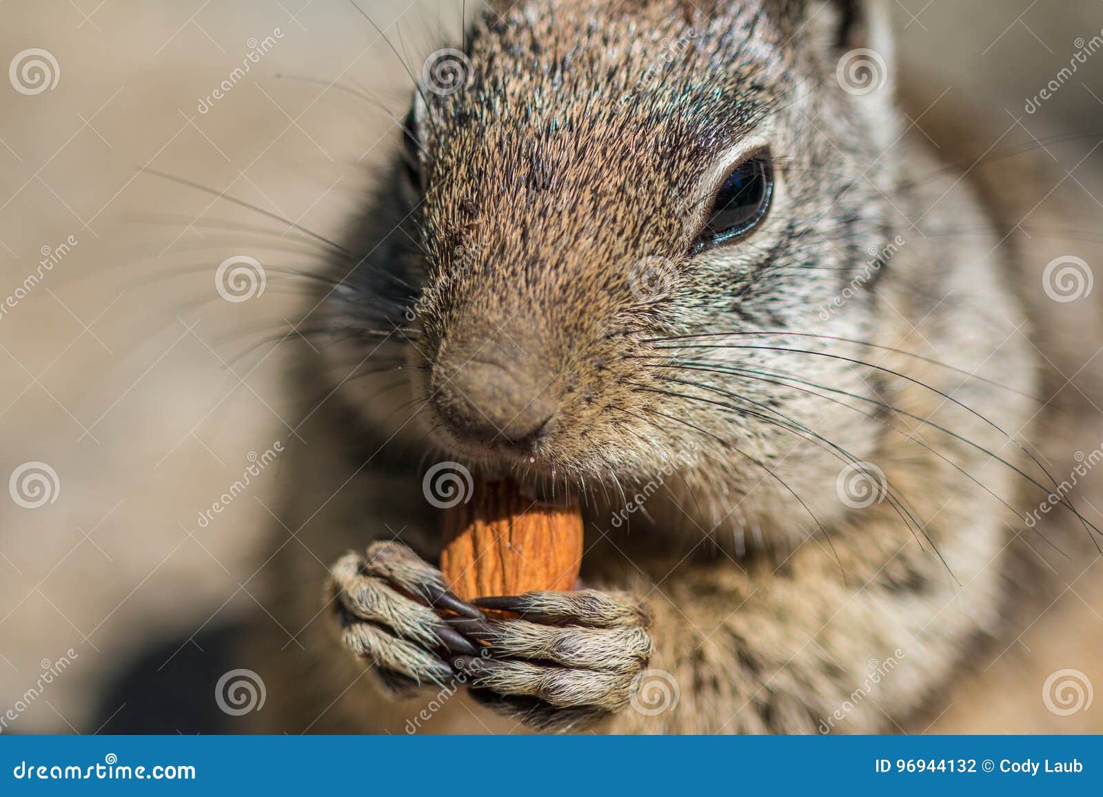 Squirrel eating nut stock photo. Image of sitting, cute - 96944132