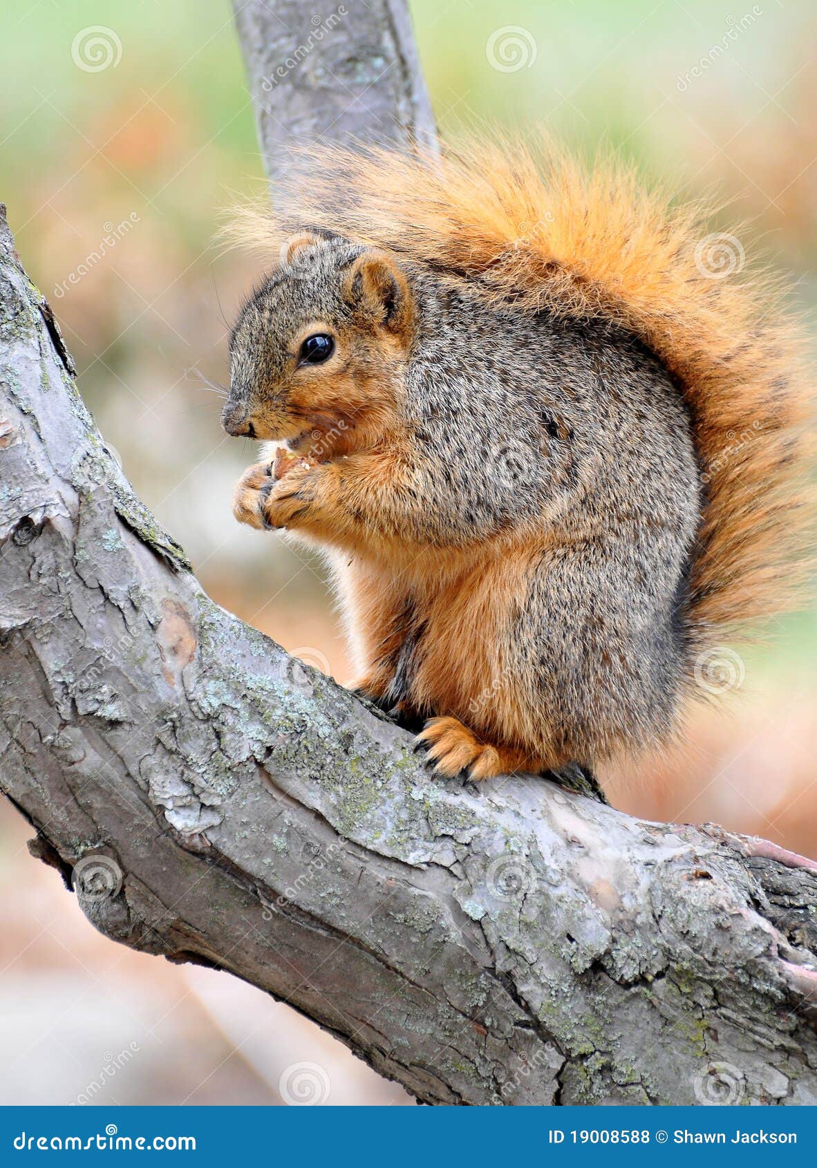 Squirrel Eating Nut Stock Photography | CartoonDealer.com #78587744