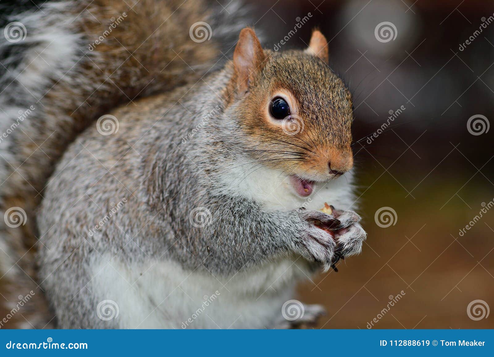 Squirrel eating a nut stock image. Image of squirrel - 112888619