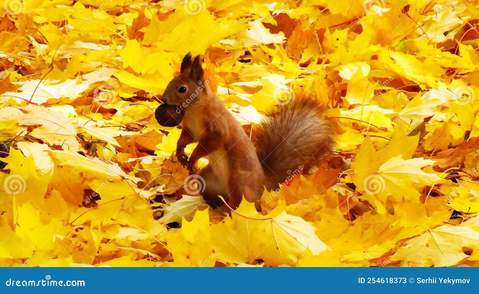 Squirrel Eating a Nut in the Fall Stock Image - Image of jungle, forest ...