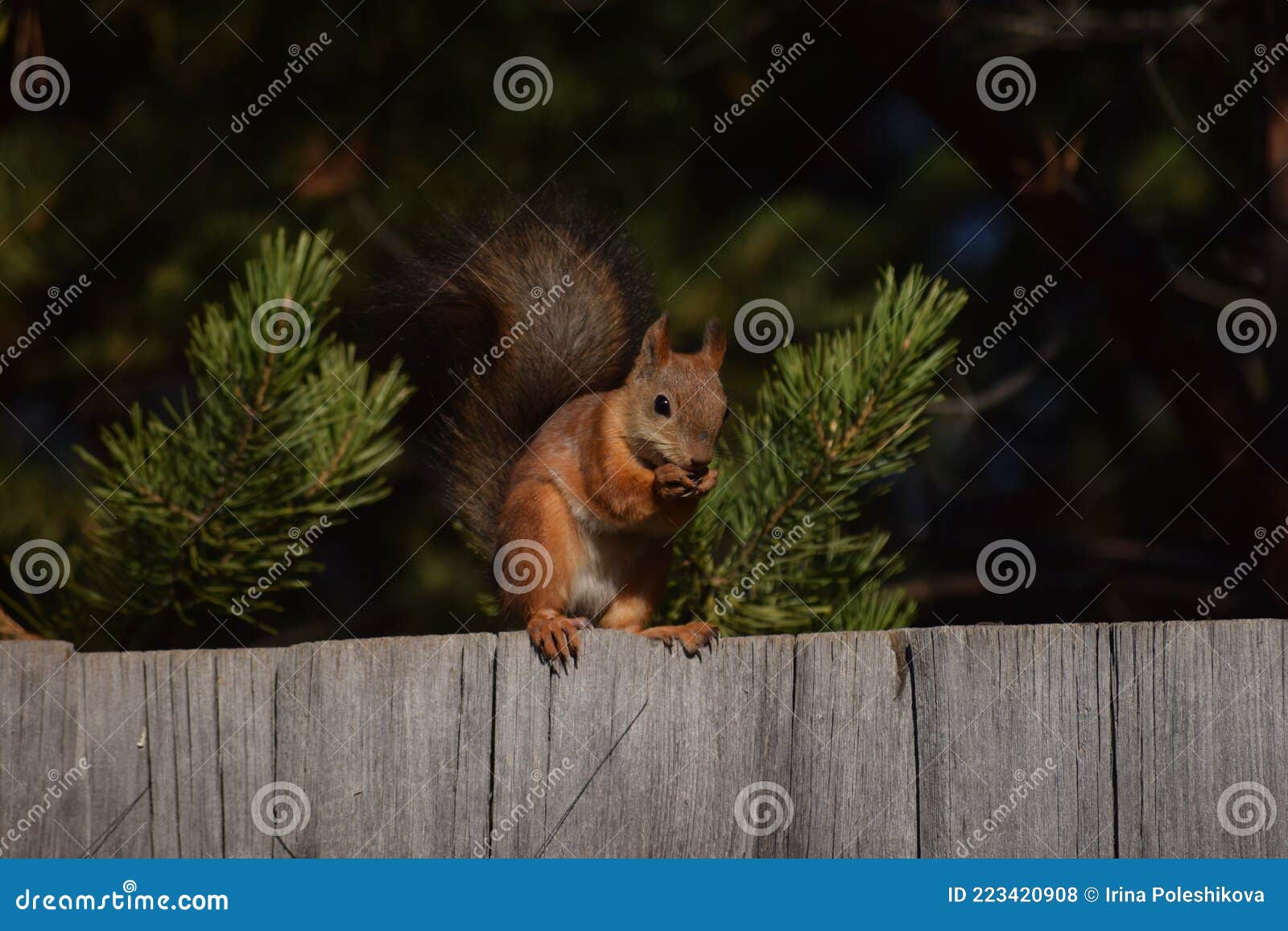 Red Squirrel Eats Nut on the Fence Stock Photo - Image of animal ...
