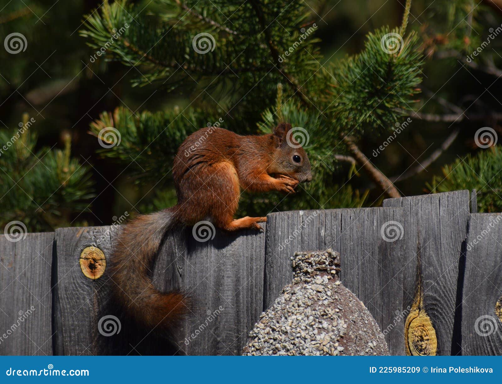 Squirrel Eating Nut on the Fence Stock Image - Image of wildlife ...
