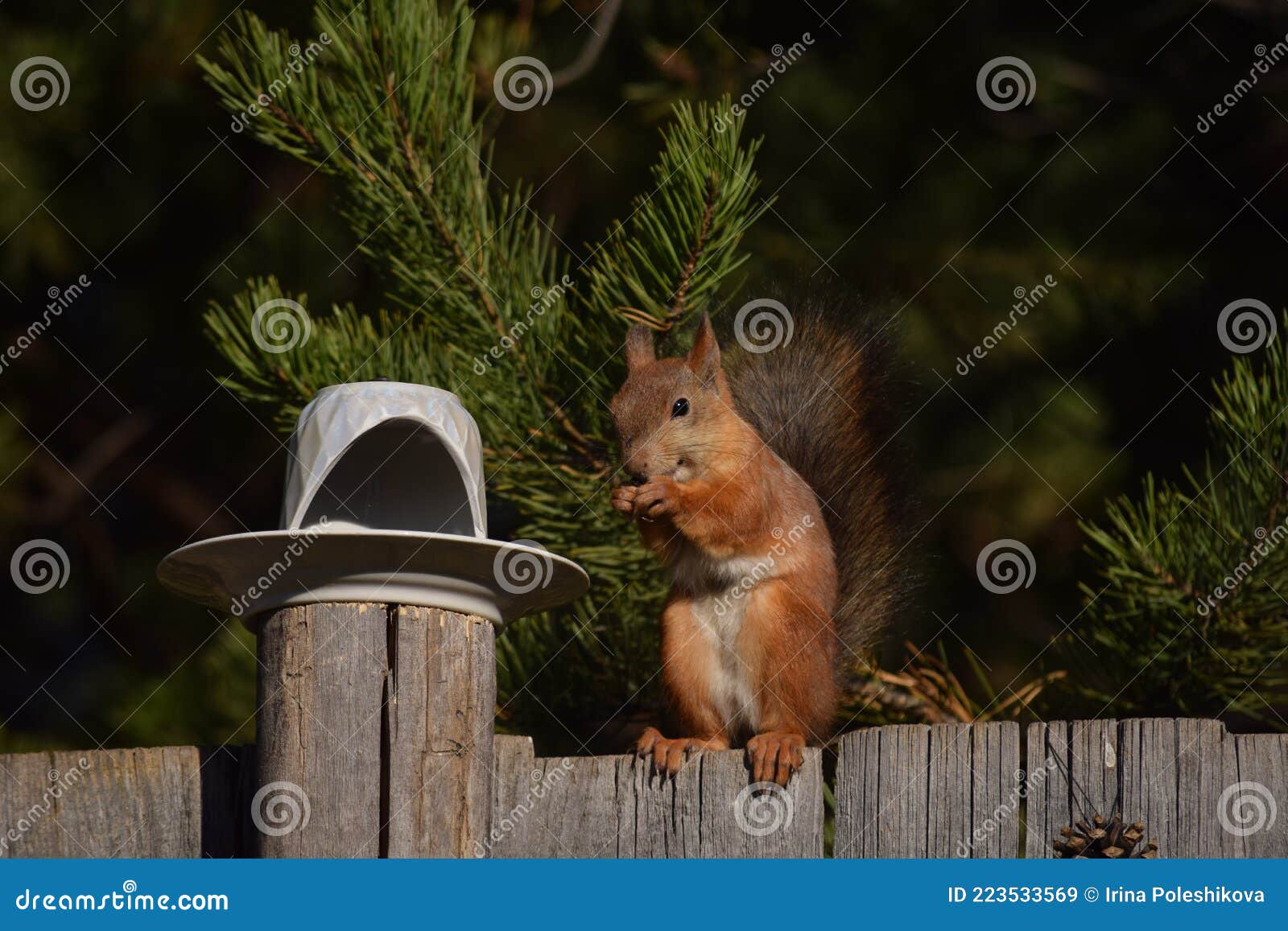 Squirrel Eating Nut on the Fence Stock Image - Image of animal ...
