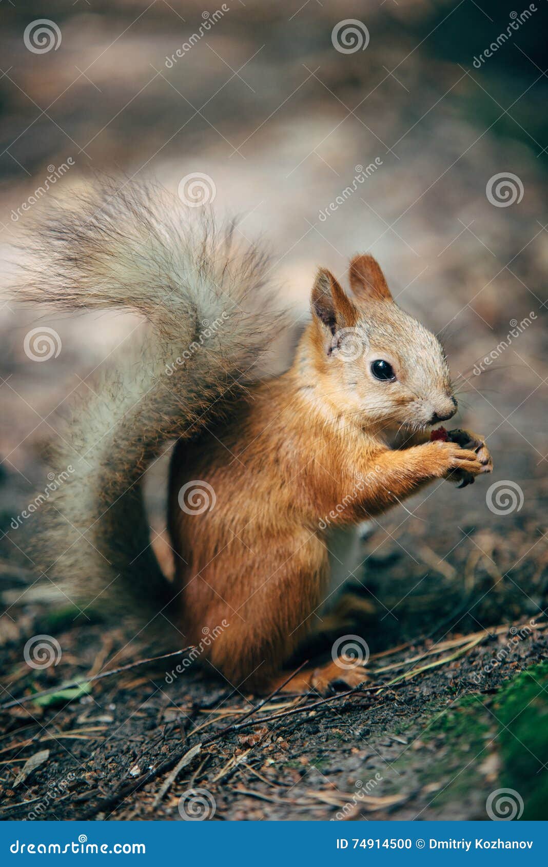 Squirrel eating a nut stock photo. Image of wild, autumn - 74914500
