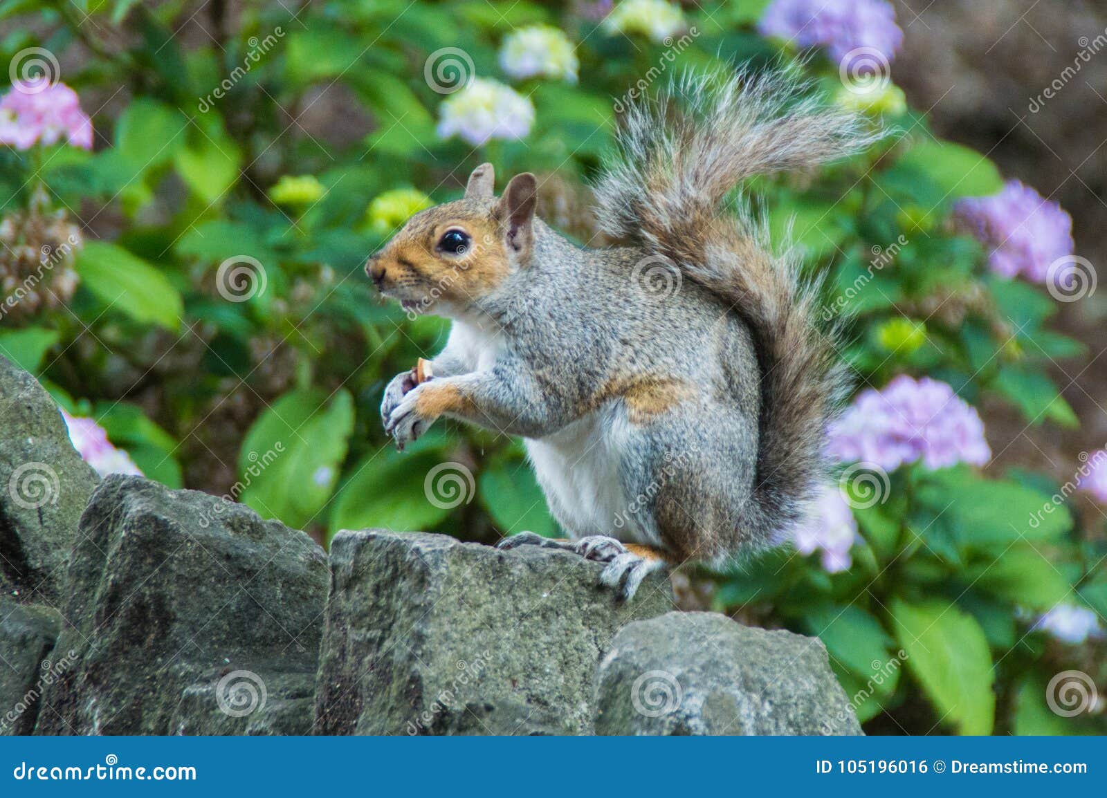 Squirrel Perched on Wall stock photo. Image of squirrel - 105196016