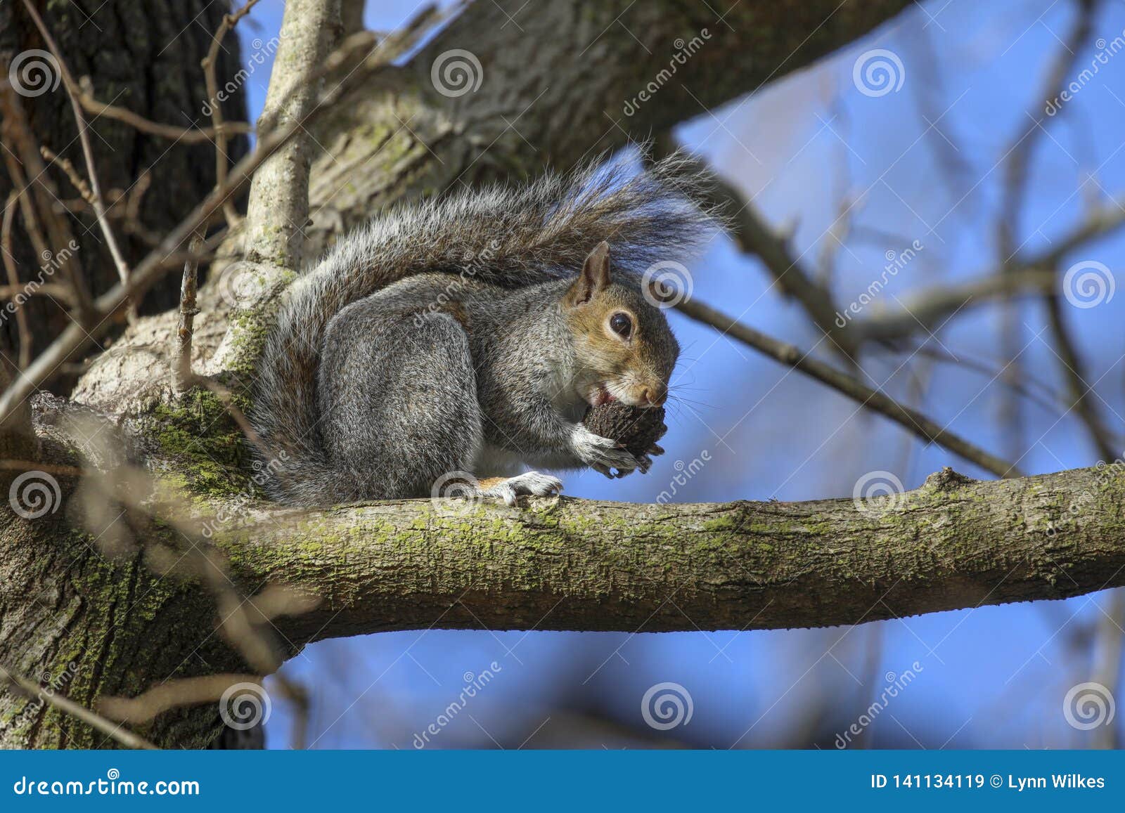Squirrel eating a nut stock image. Image of eating, park - 141134119