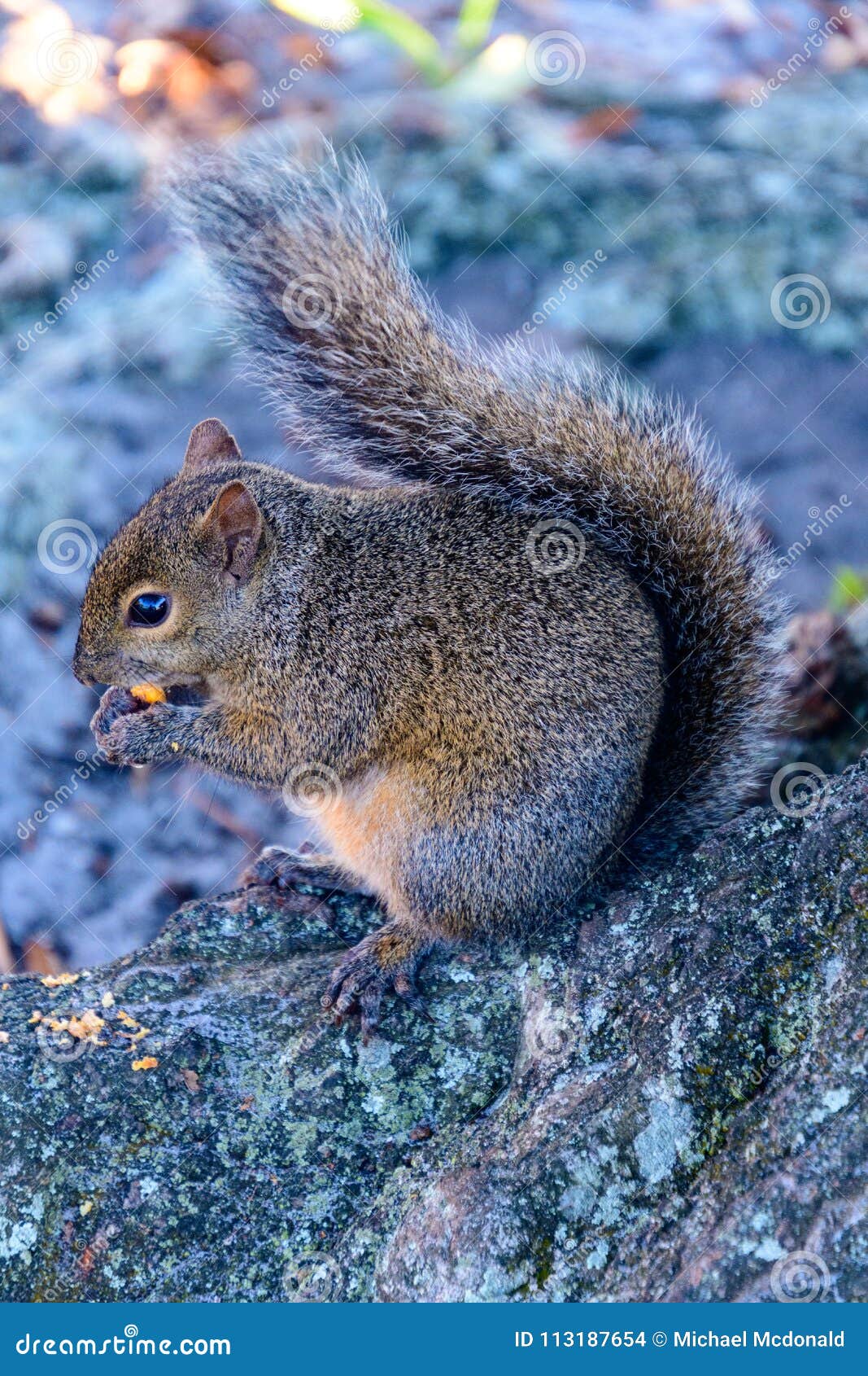 Squirrel on Tree Root Eating Stock Photo - Image of male, fauna: 113187654