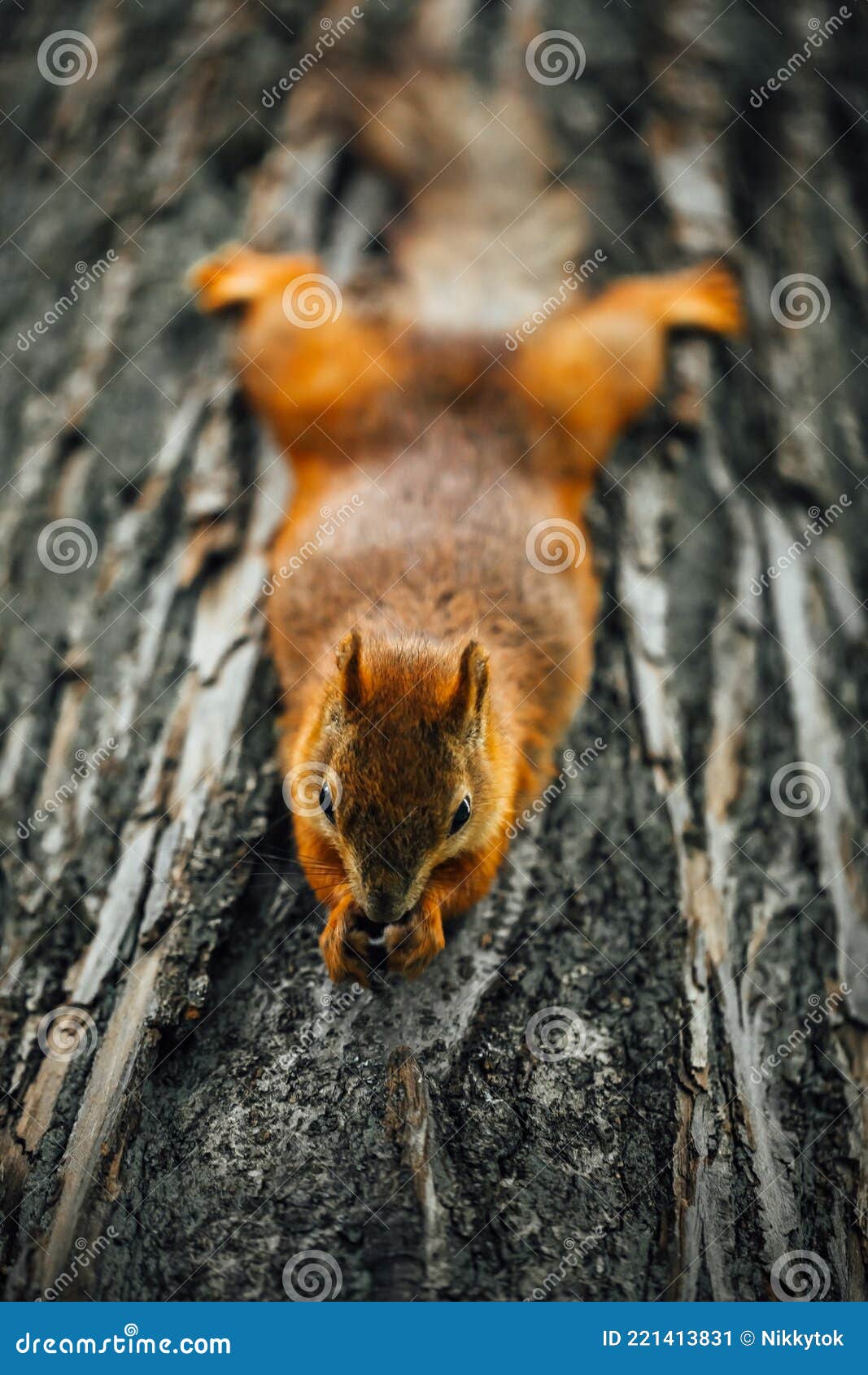 Squirrel Eating a Nut on a Tree, Textured Tree Bark Background Stock ...