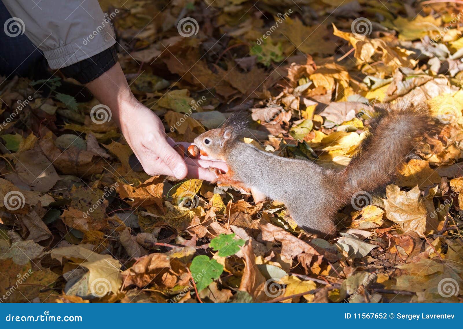 Squirrel eating nuts stock photo. Image of wildlife, animals - 11567652