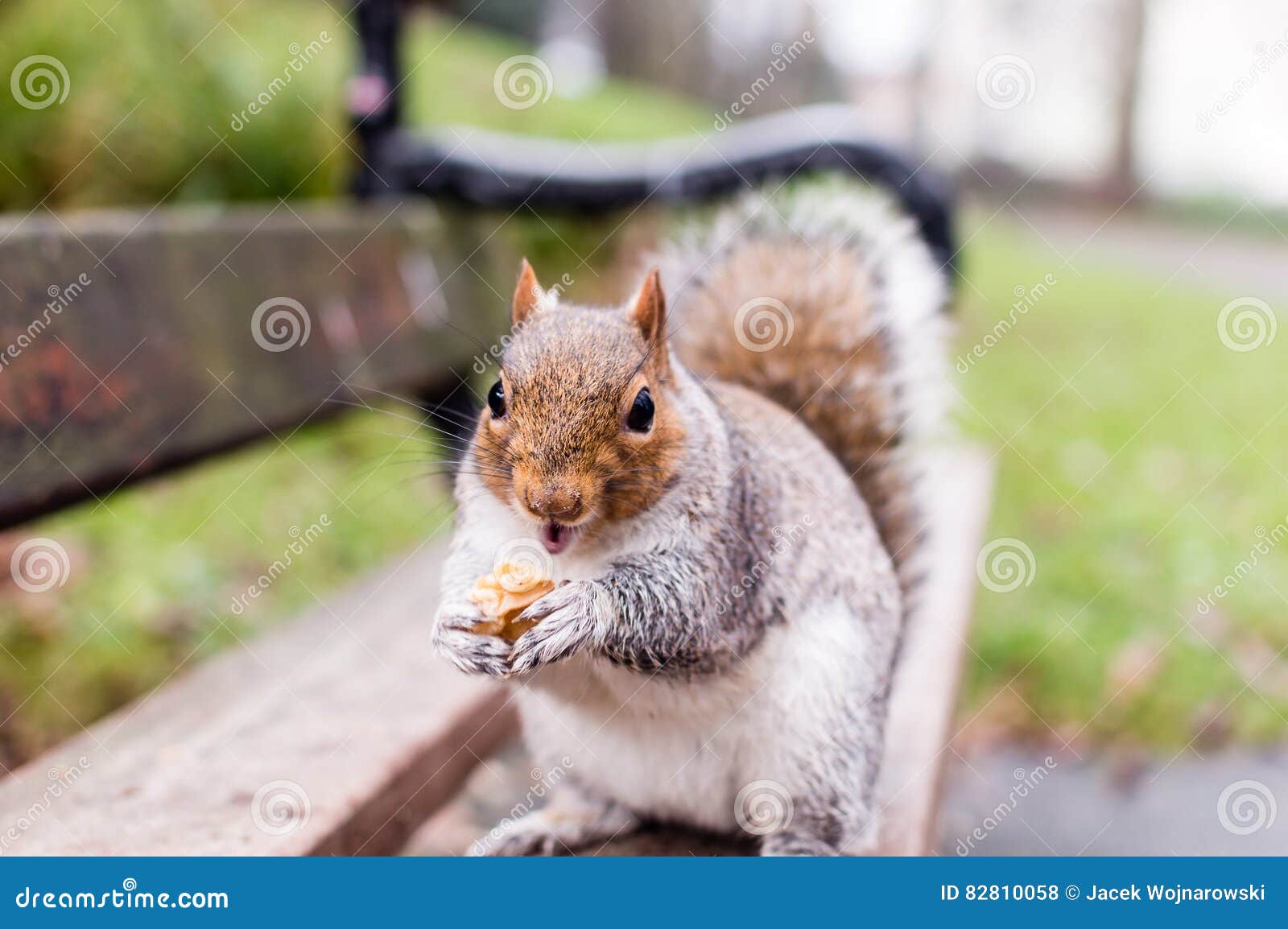 Squirrel Eating Nuts on a Bench Stock Photo - Image of close, winter ...