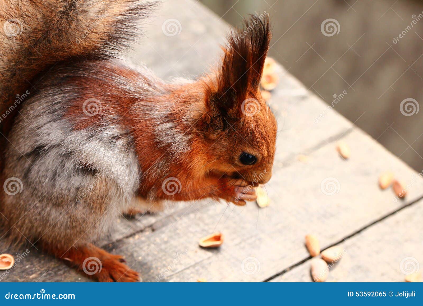 Squirrel Eating Nuts on the Bench Stock Image - Image of curiosity ...