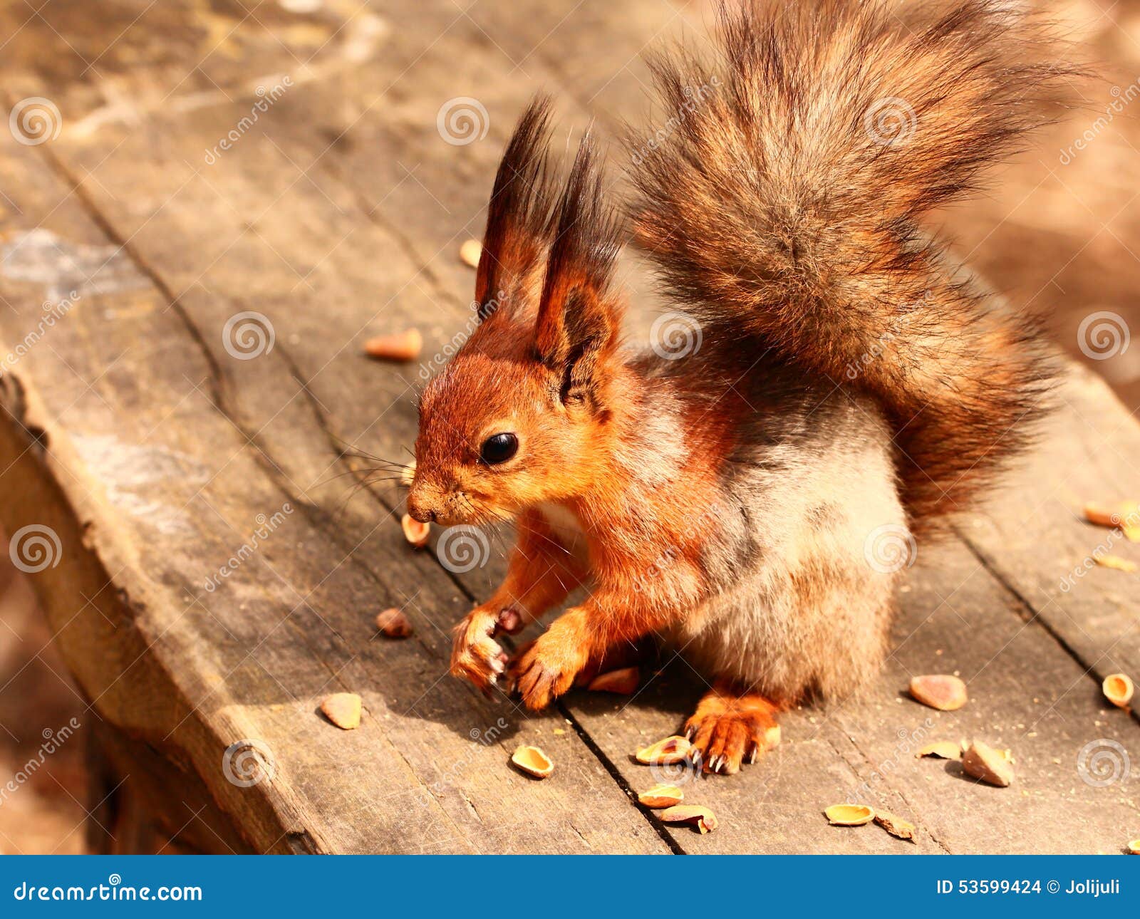 Squirrel Eating Nuts on the Bench Stock Photo - Image of help ...