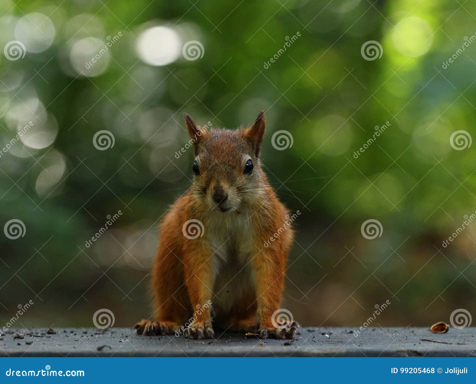 Squirrel Eating Nuts on the Bench Stock Photo - Image of close, city ...