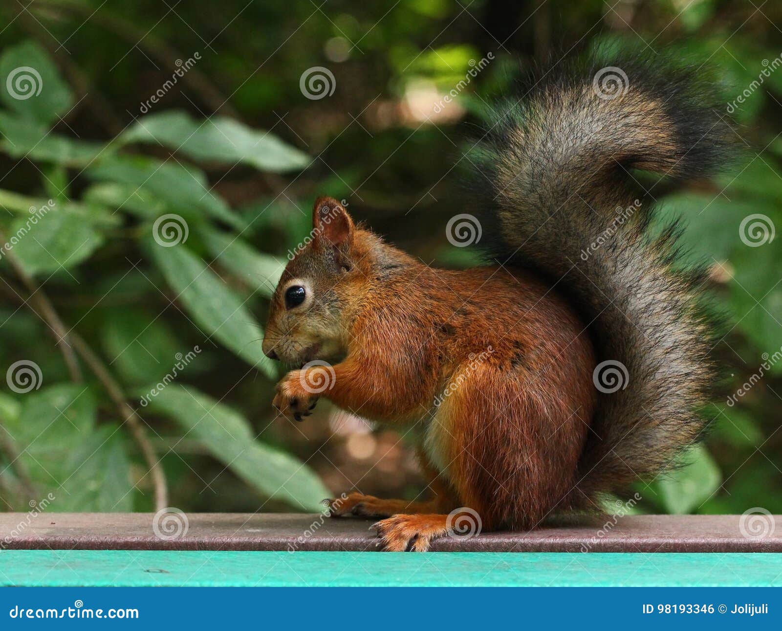 Squirrel in the Morning Park Stock Photo - Image of curious, forest ...
