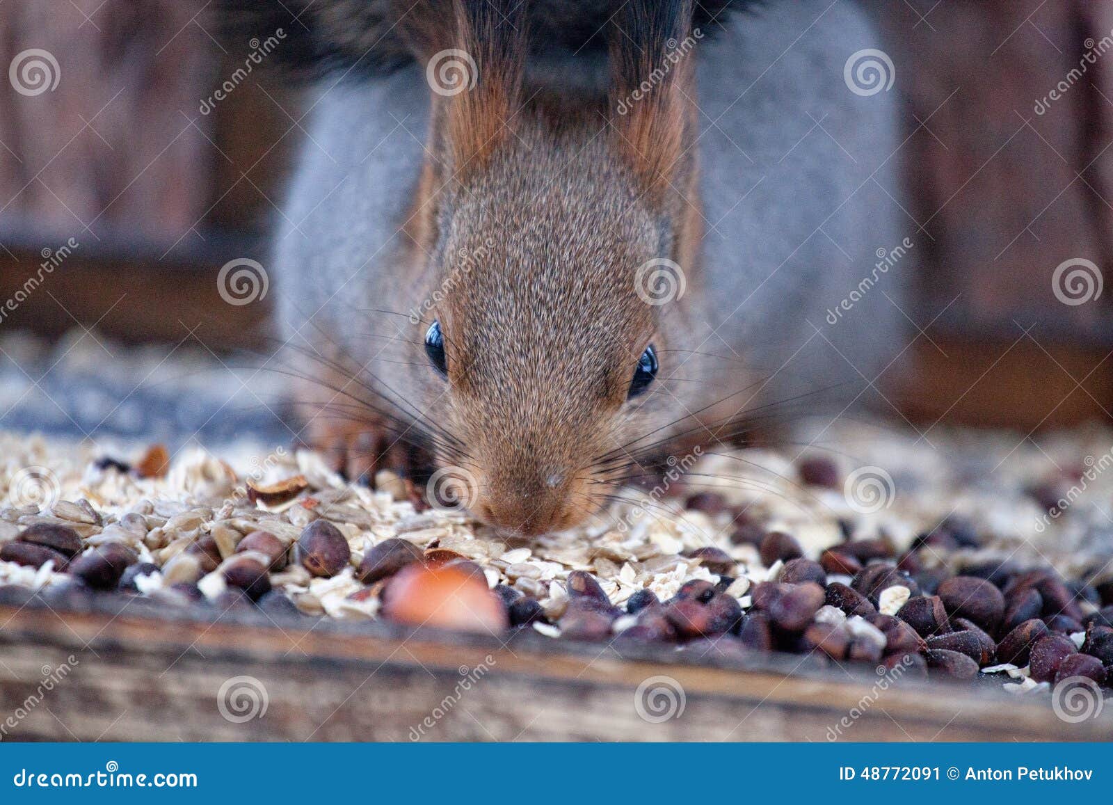 Squirrel eating nuts stock image. Image of feeding, squirrel - 48772091