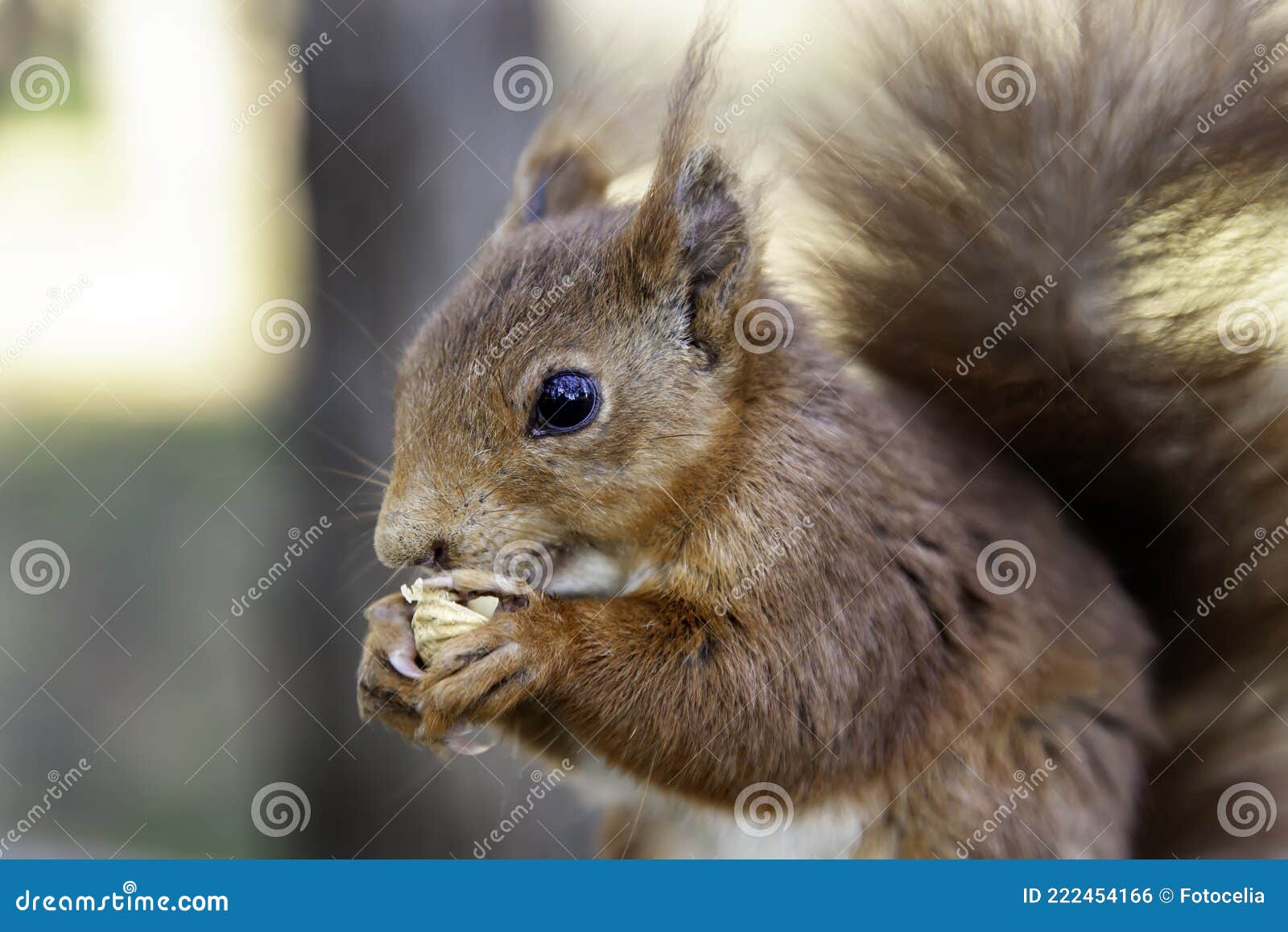 Squirrel eating nuts stock photo. Image of animals, outdoors - 222454166