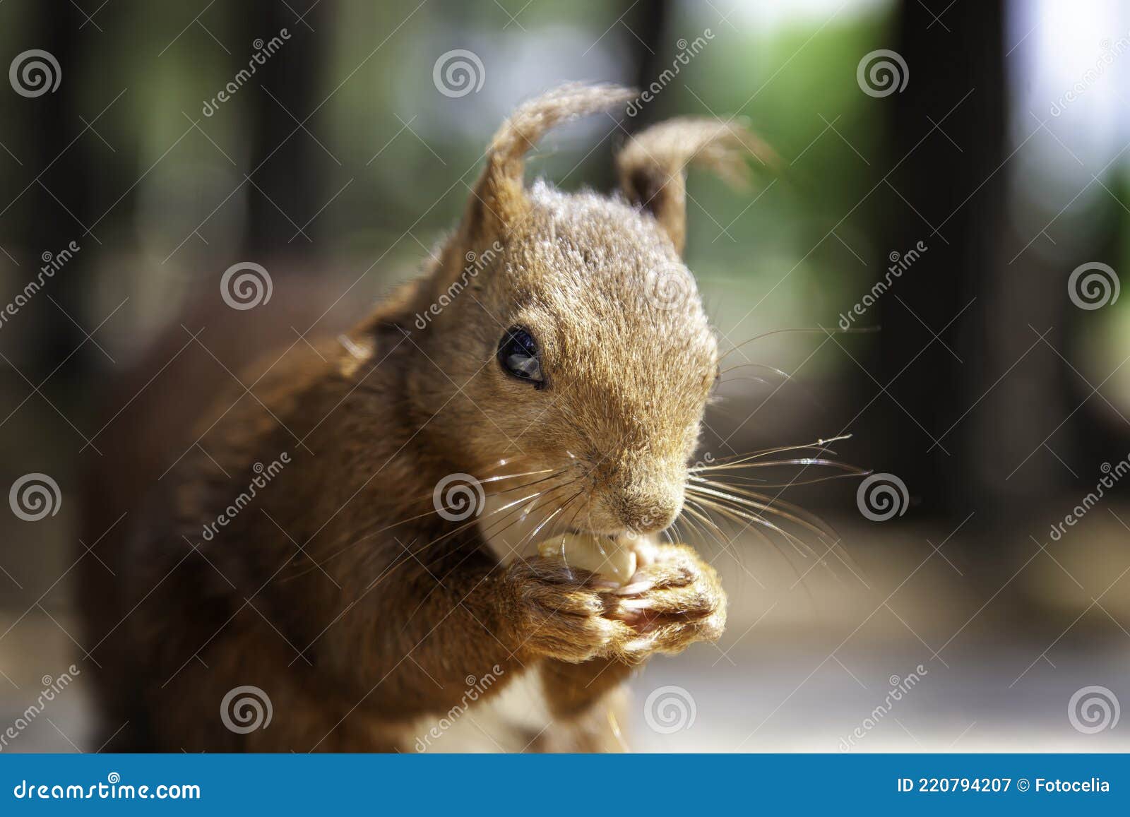 Squirrel eating nuts stock image. Image of animals, nuts - 220794207