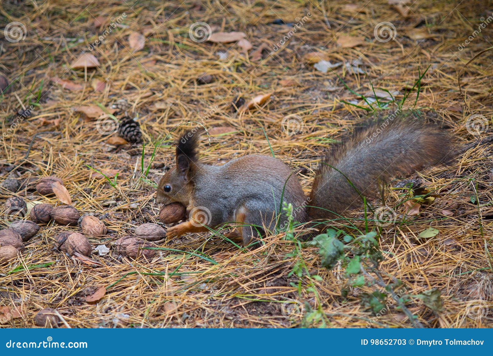 Squirrel Eating Nuts in the Park Stock Image - Image of grass, autumn ...