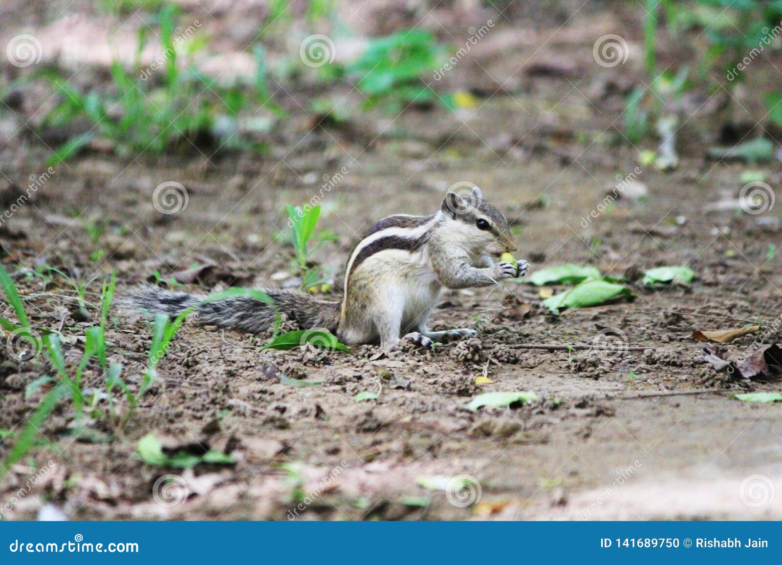 Squirrel Eating Nuts in a Park Stock Photo - Image of cute, iwant ...